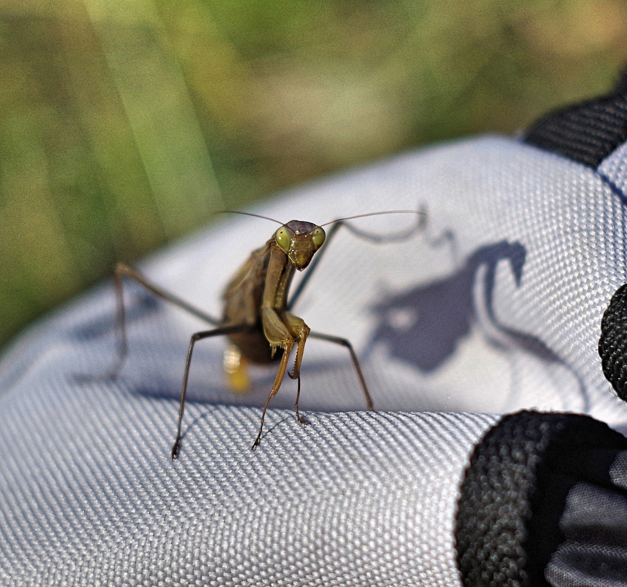 Macro Encounter: Praying Mantis on a Gloved Surface