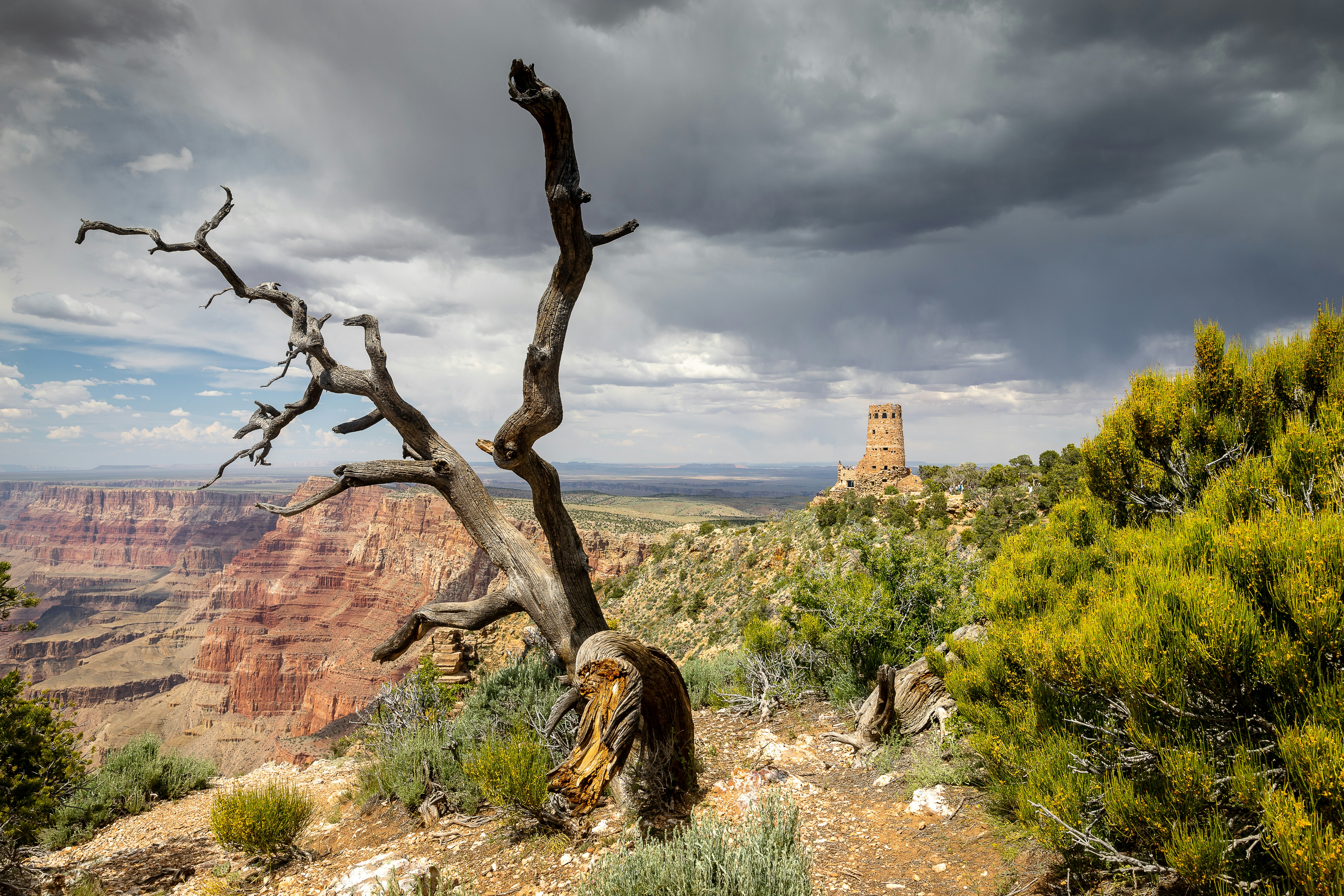 Withered tree under gray sky photo – Free Nature Image on Unsplash