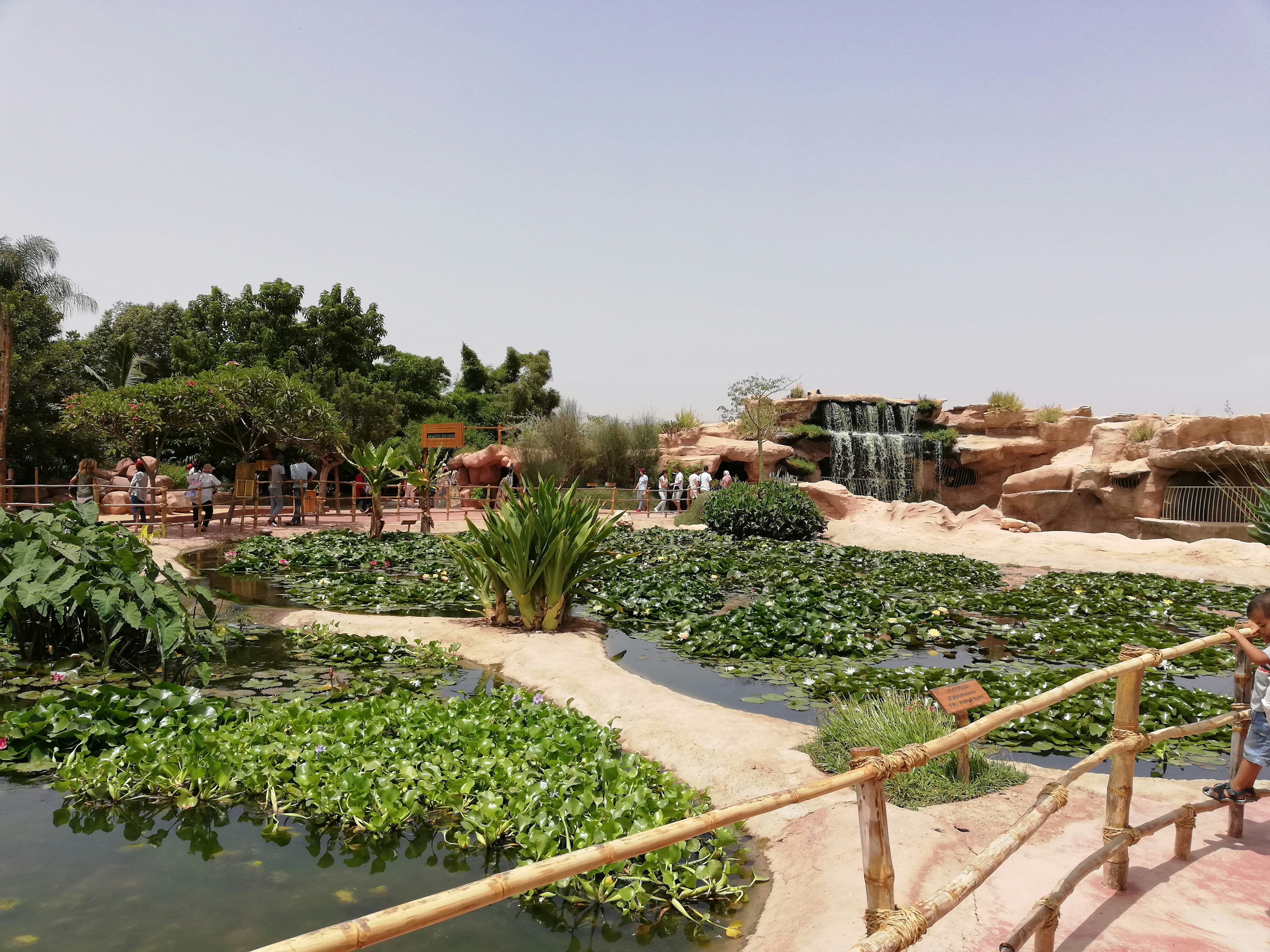 Lush green lily pads float on a tranquil pond surrounded by vibrant vegetation and a cascading waterfall. Visitors enjoy the serene landscape.