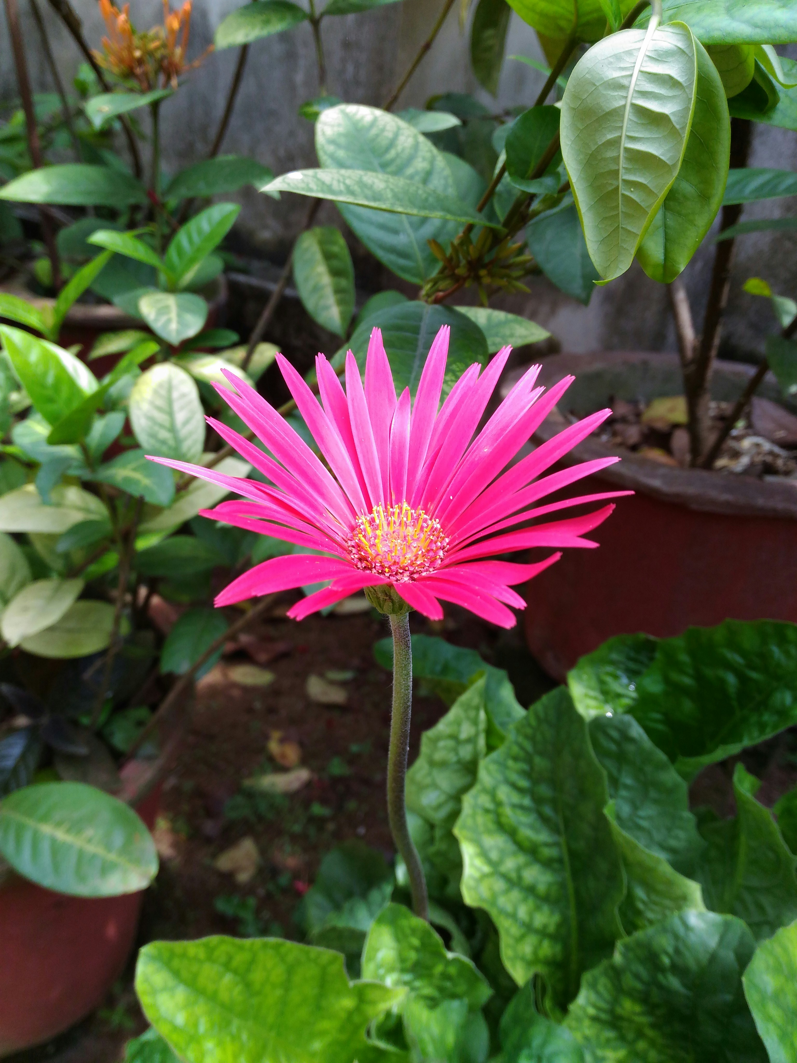 A bright pink gerbera daisy stands tall among various green plants in a garden setting.