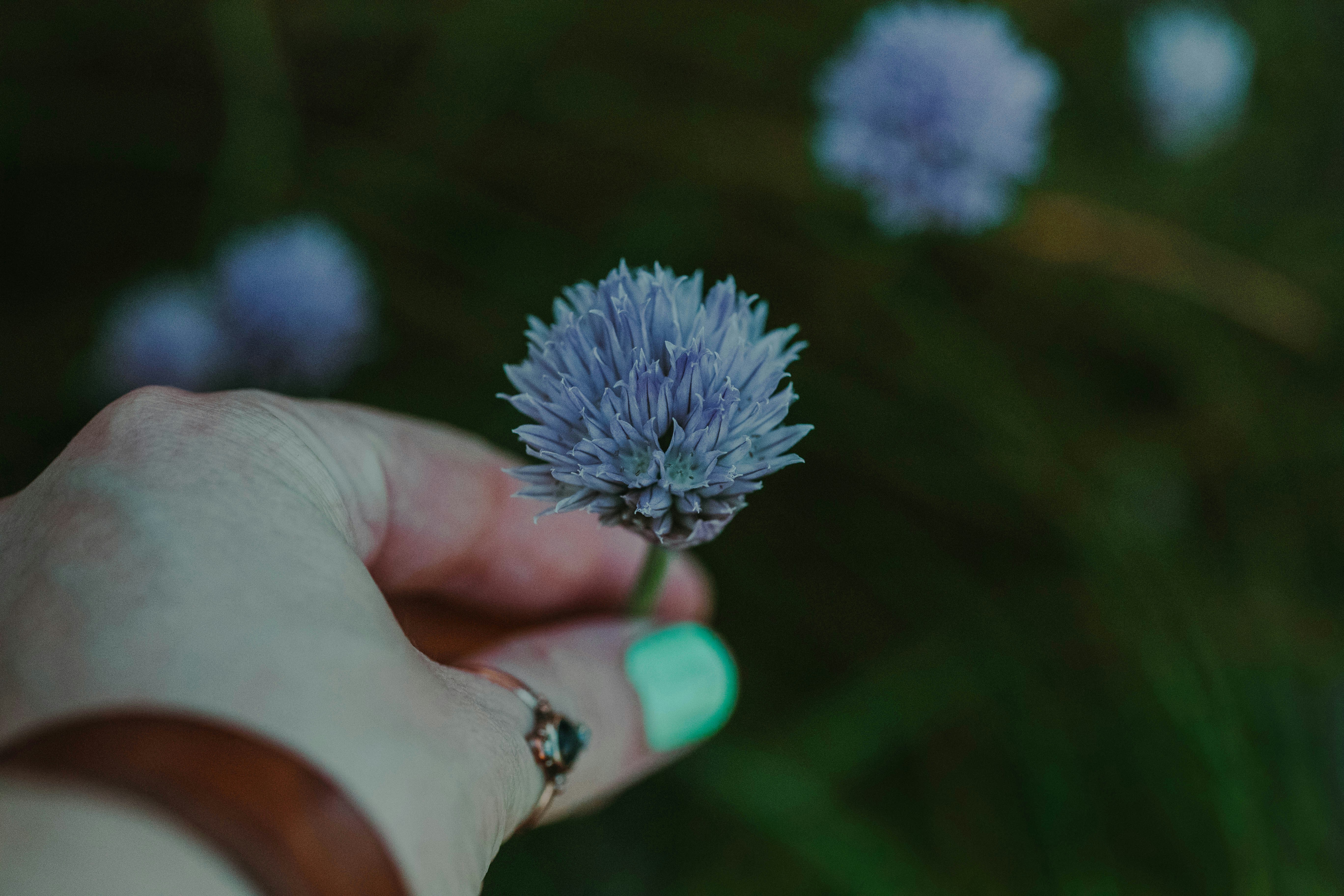 Hand gently holding a vibrant purple flower against a blurred green background. The focus highlights the intricate details of the flower's petals.