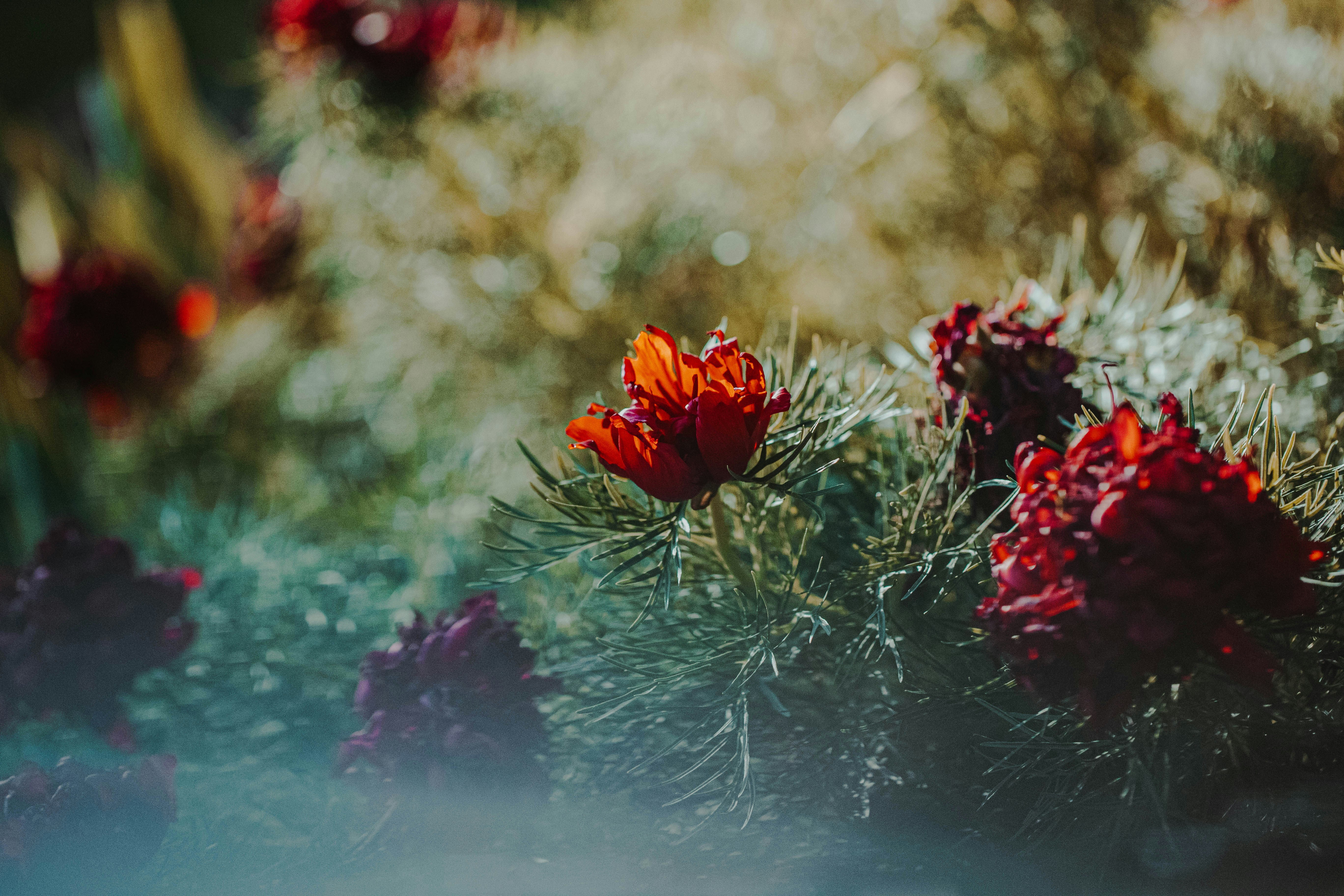 Red-orange blossom centered amid soft, blurred pine and floral backdrop
