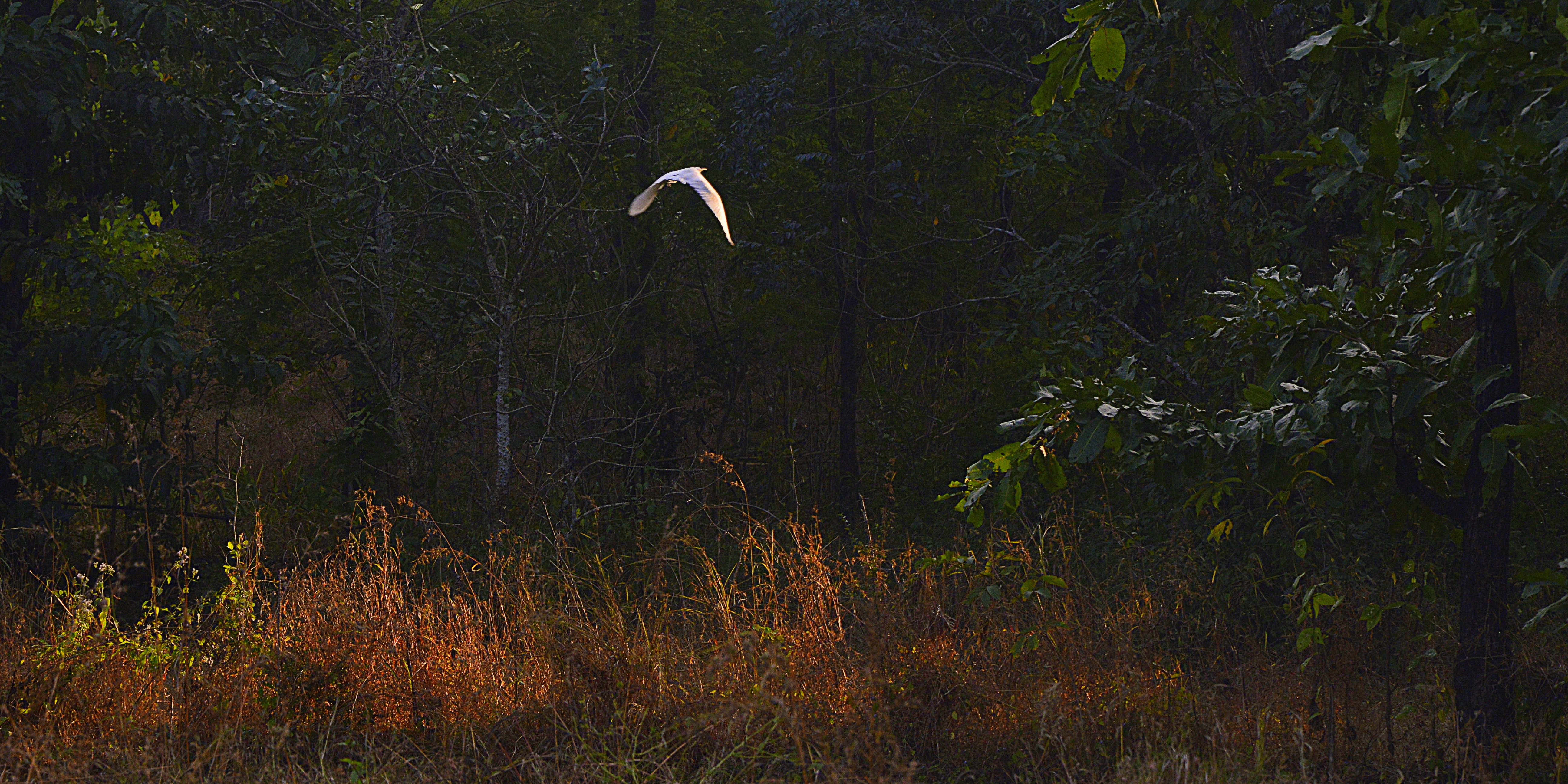 white bird flying above brown grass during daytime