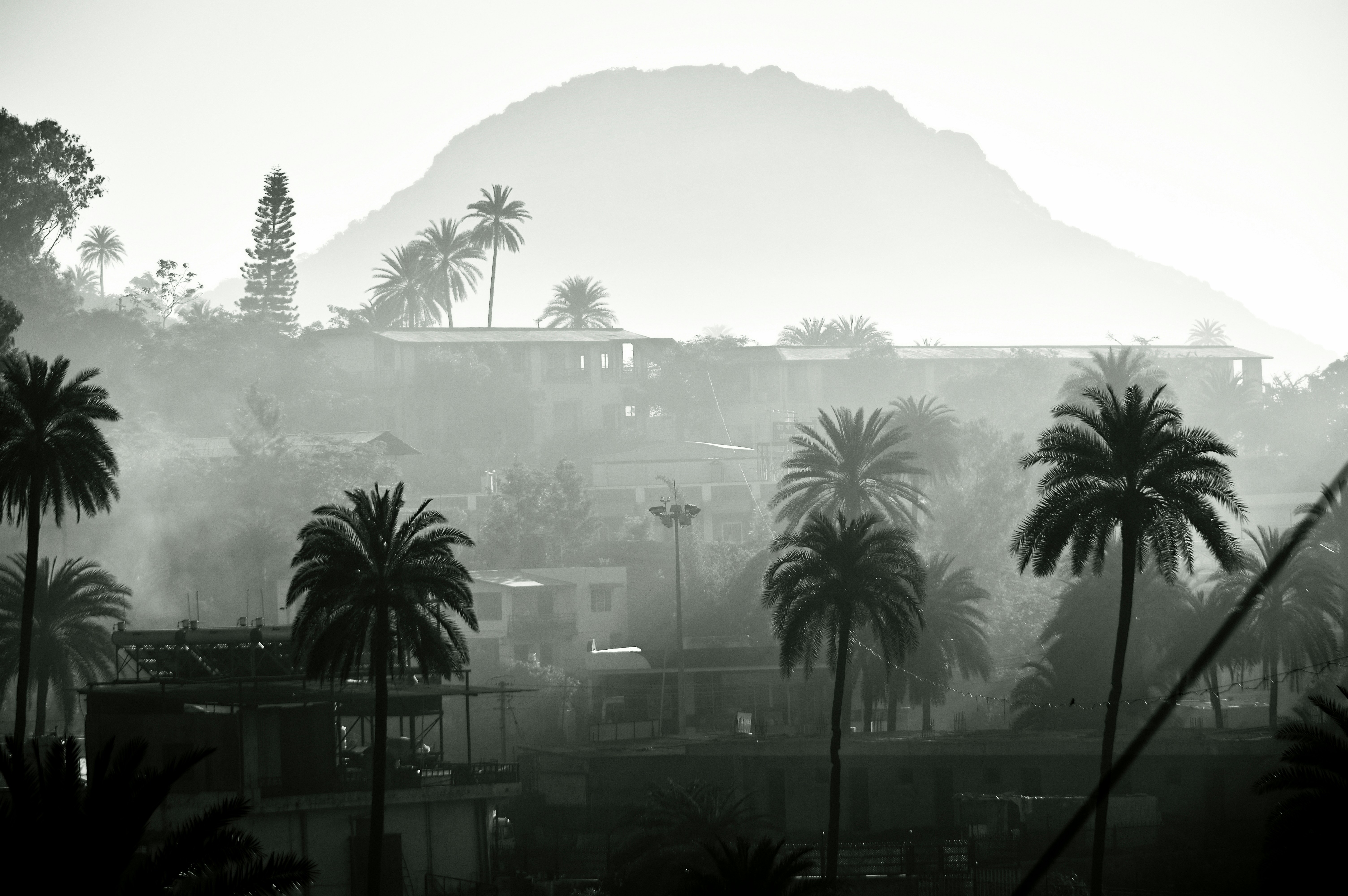Silhouetted palm trees and rooftops against a foggy mountain backdrop in monochrome.