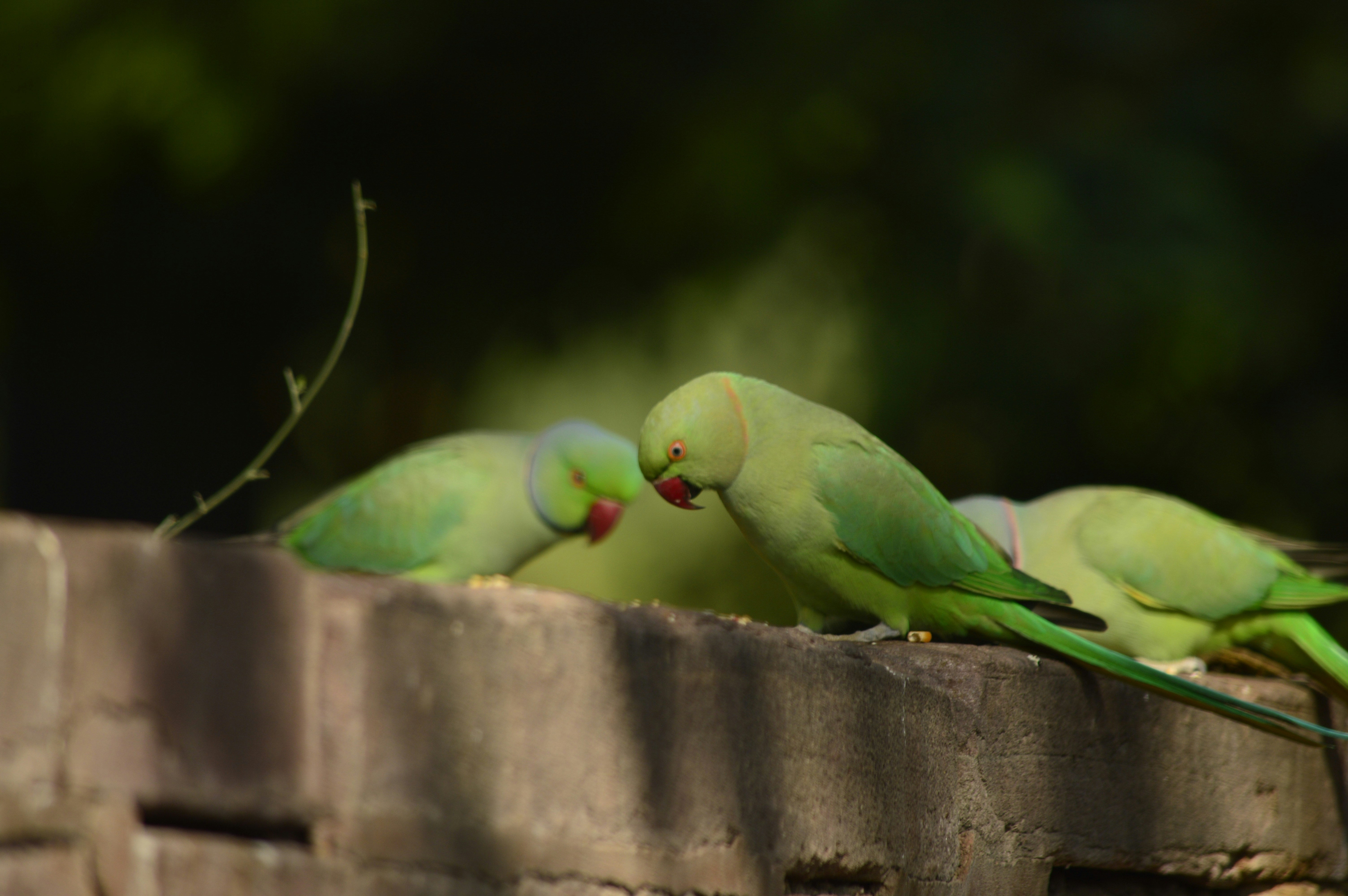 three green rose-ringed parakeets