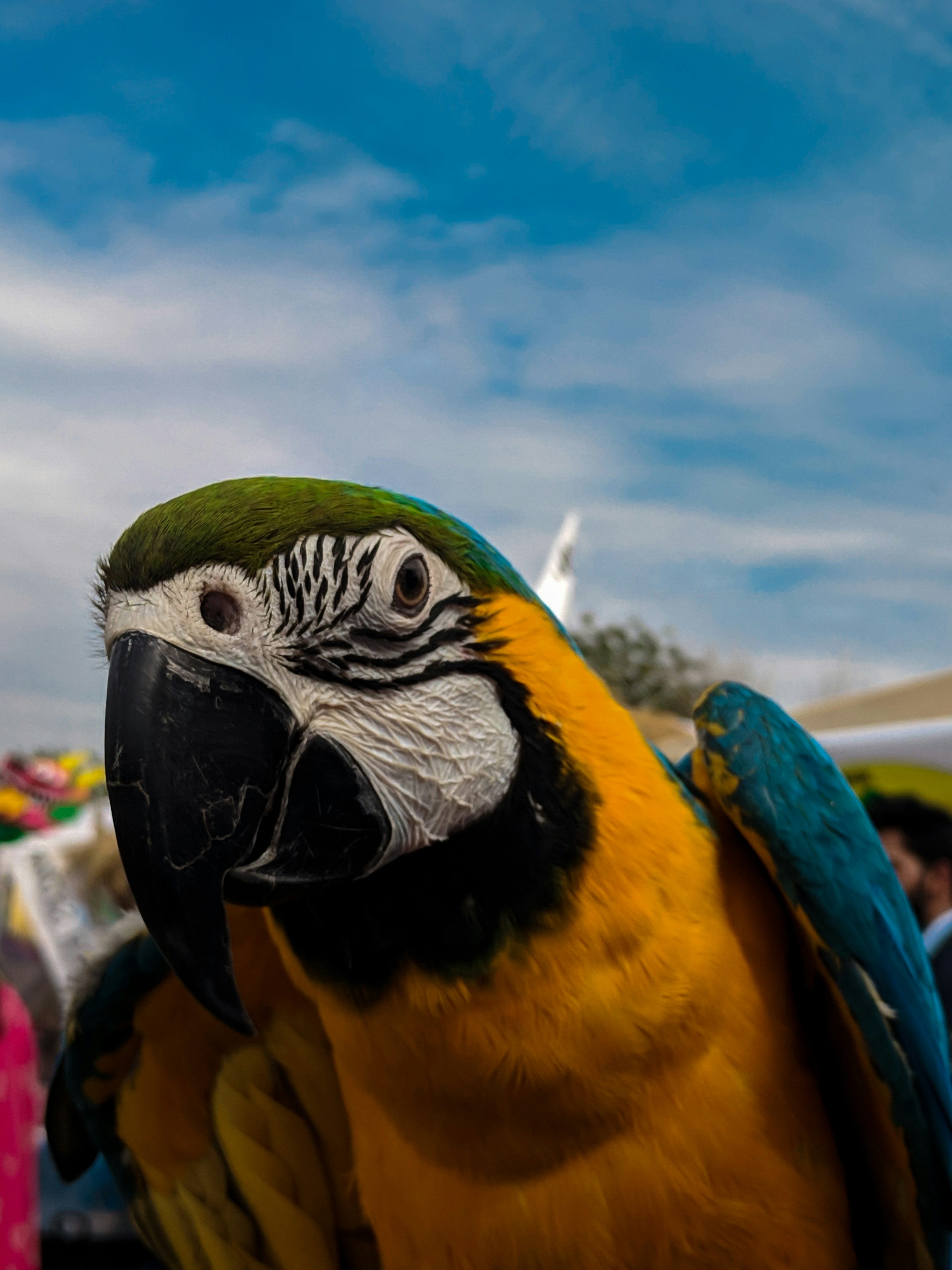 Emerald Crown: a Macaw Close-Up Amid Sky and Crowd