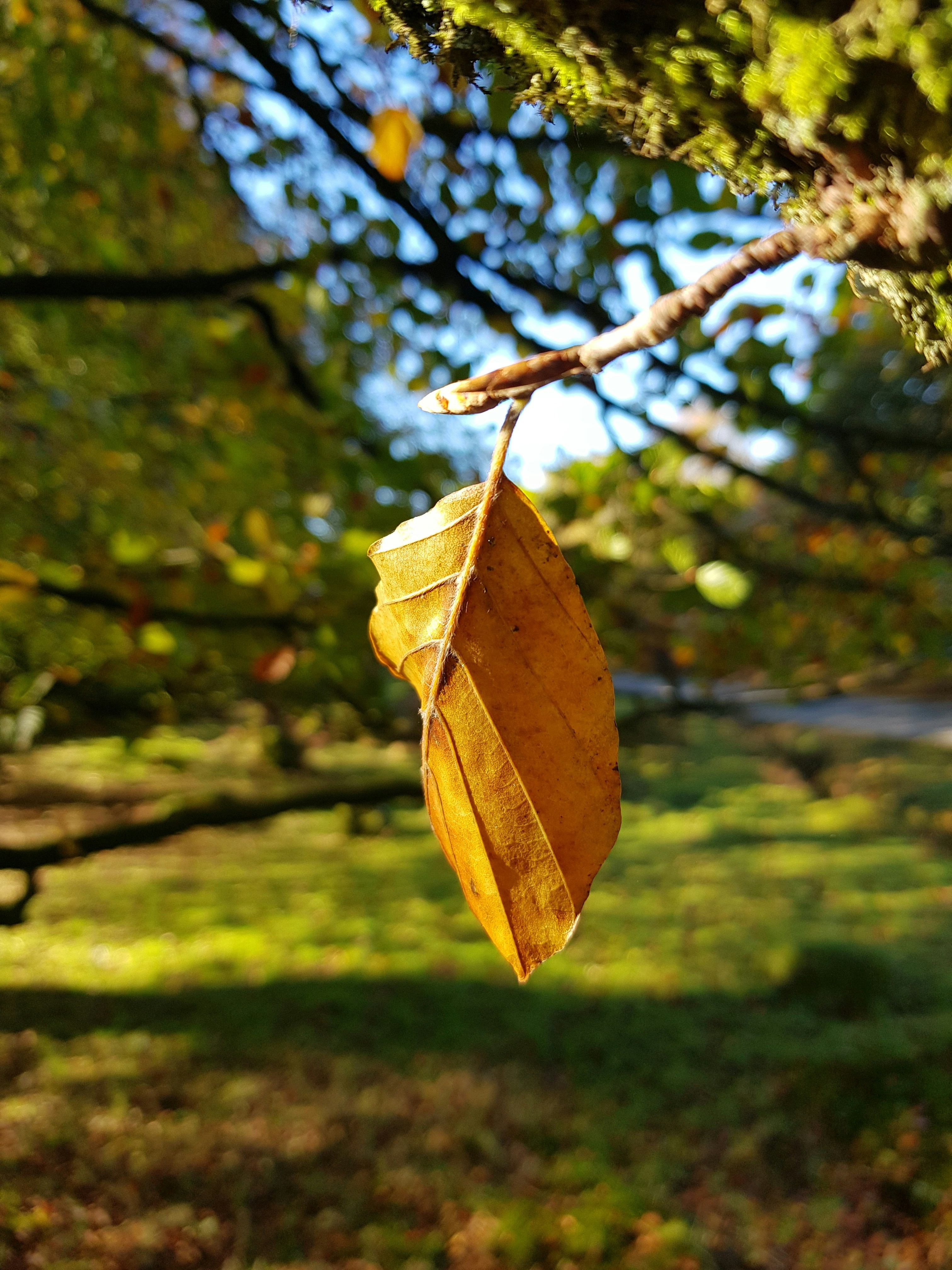 Floating Autumn: A single leaf in sharp relief against a sunlit backdrop