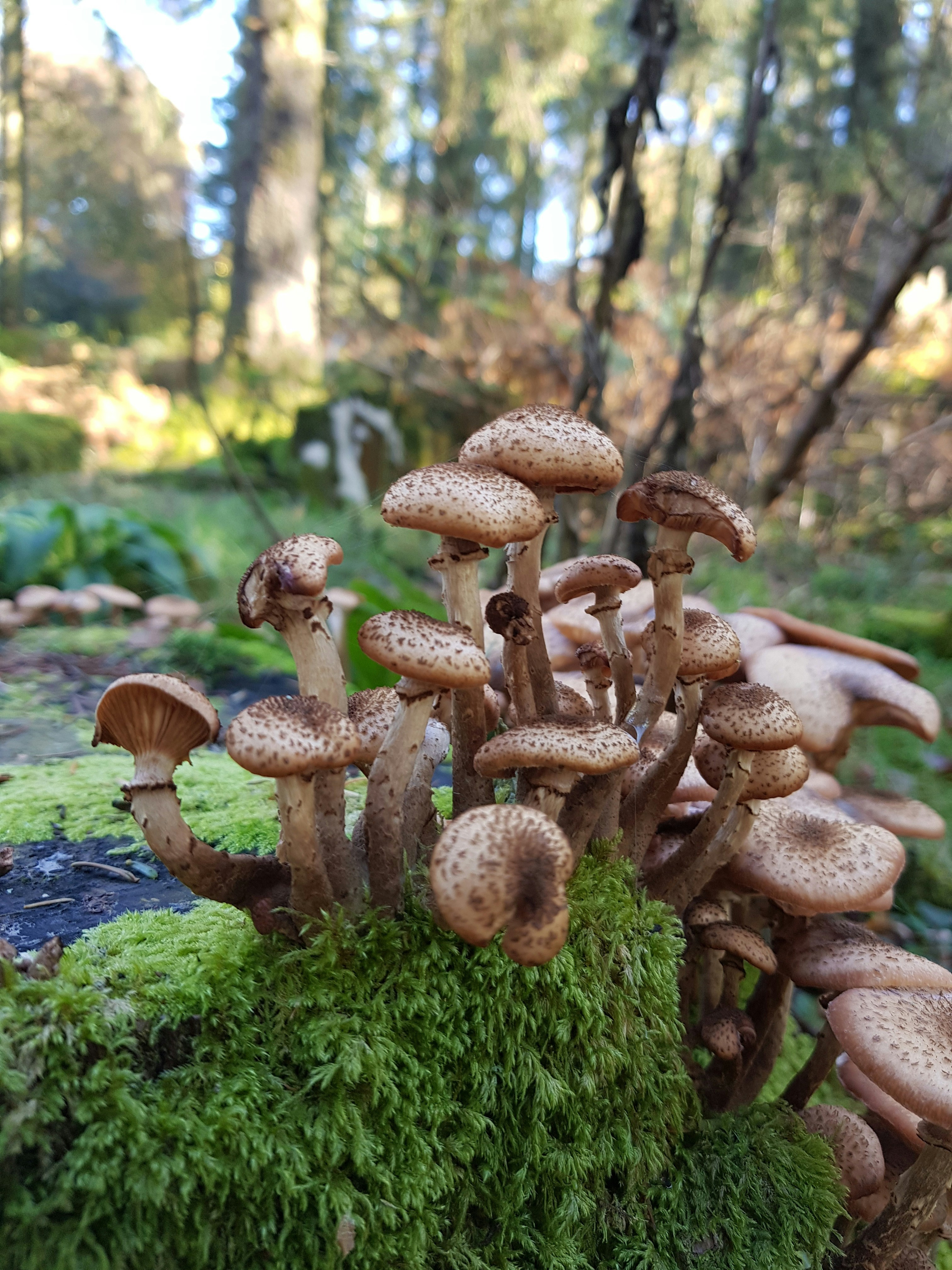 Forest Clump: A Crew of Mossy Mushrooms Crowd a Log