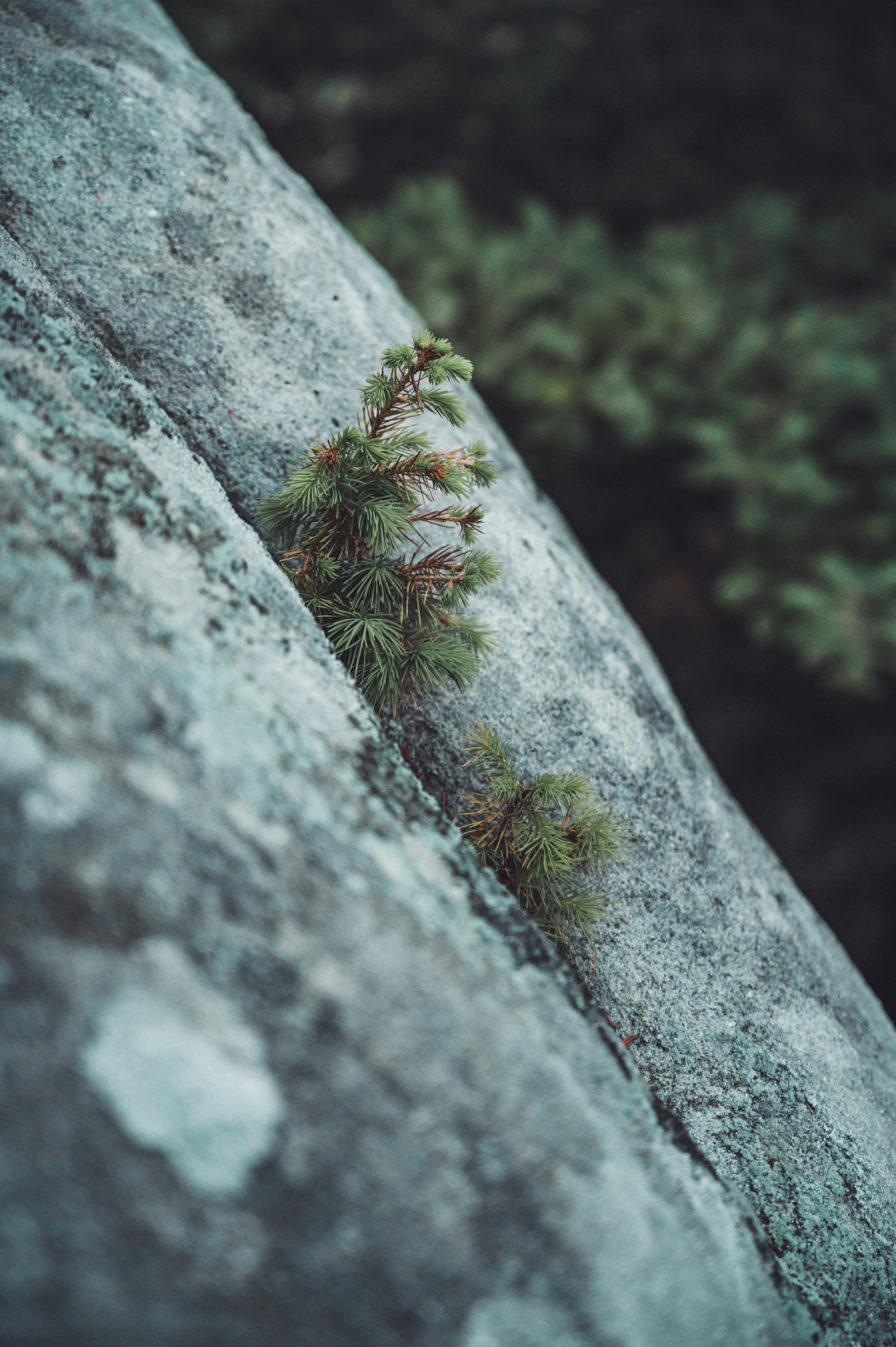 Sparse Pine on a Weathered Cliff Split by Granite Veins