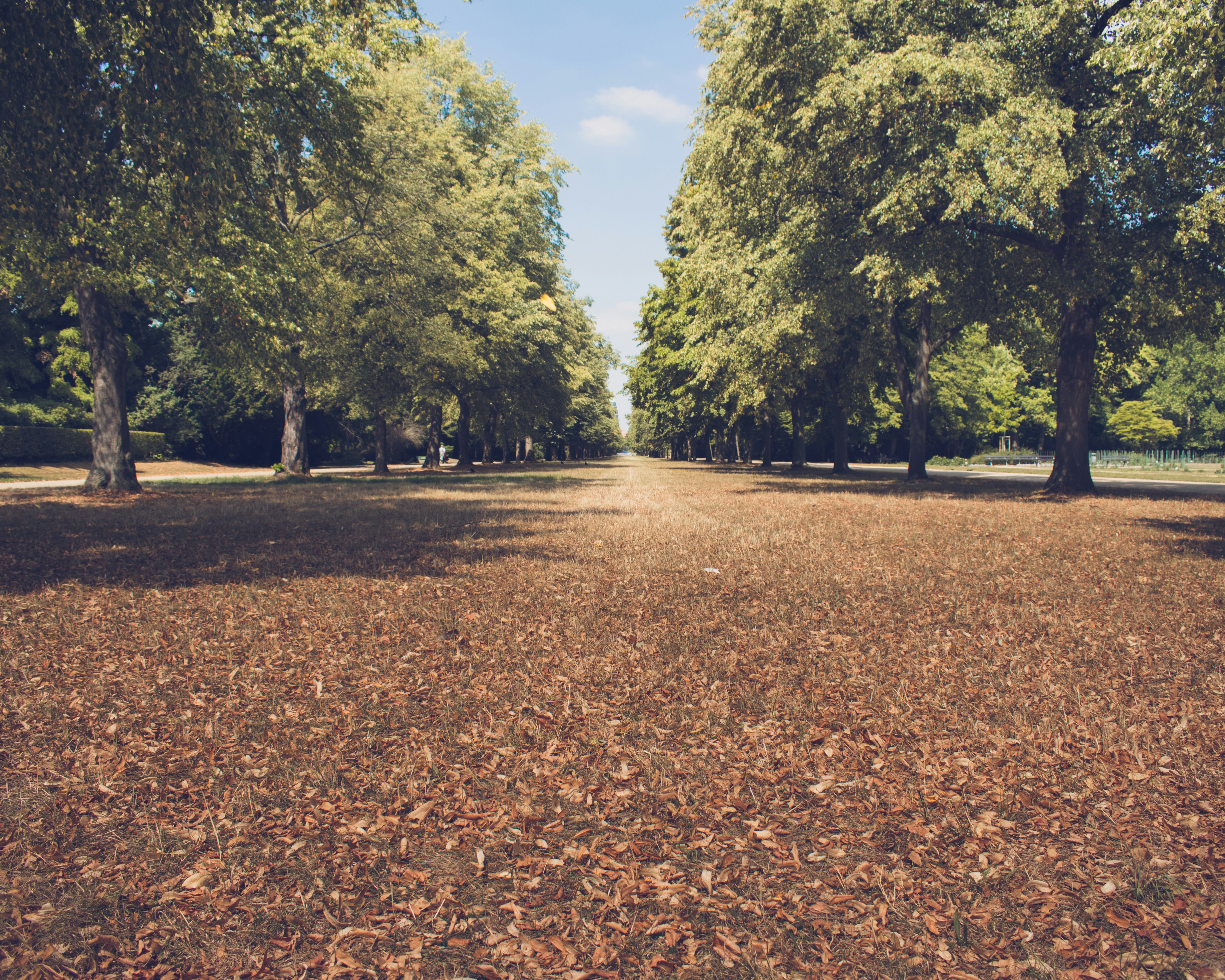 A serene tree-lined path blanketed with fallen leaves, inviting quiet contemplation under a clear blue sky.