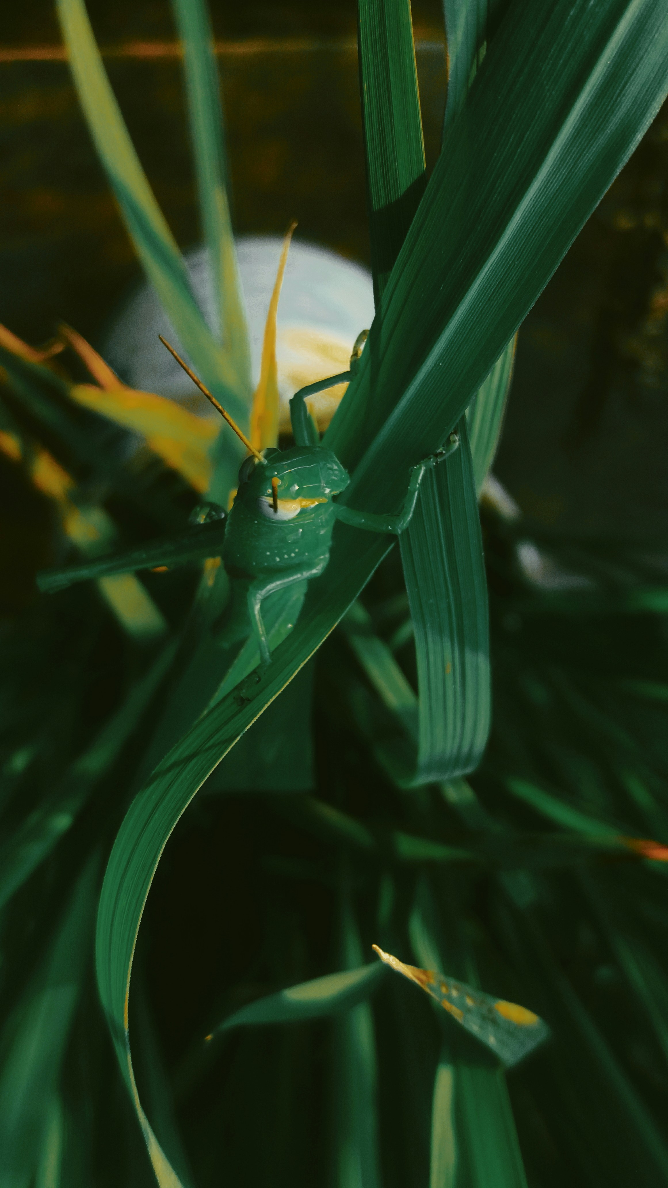 Emerald Praying Mantis Clinging to Verdant Ribbon