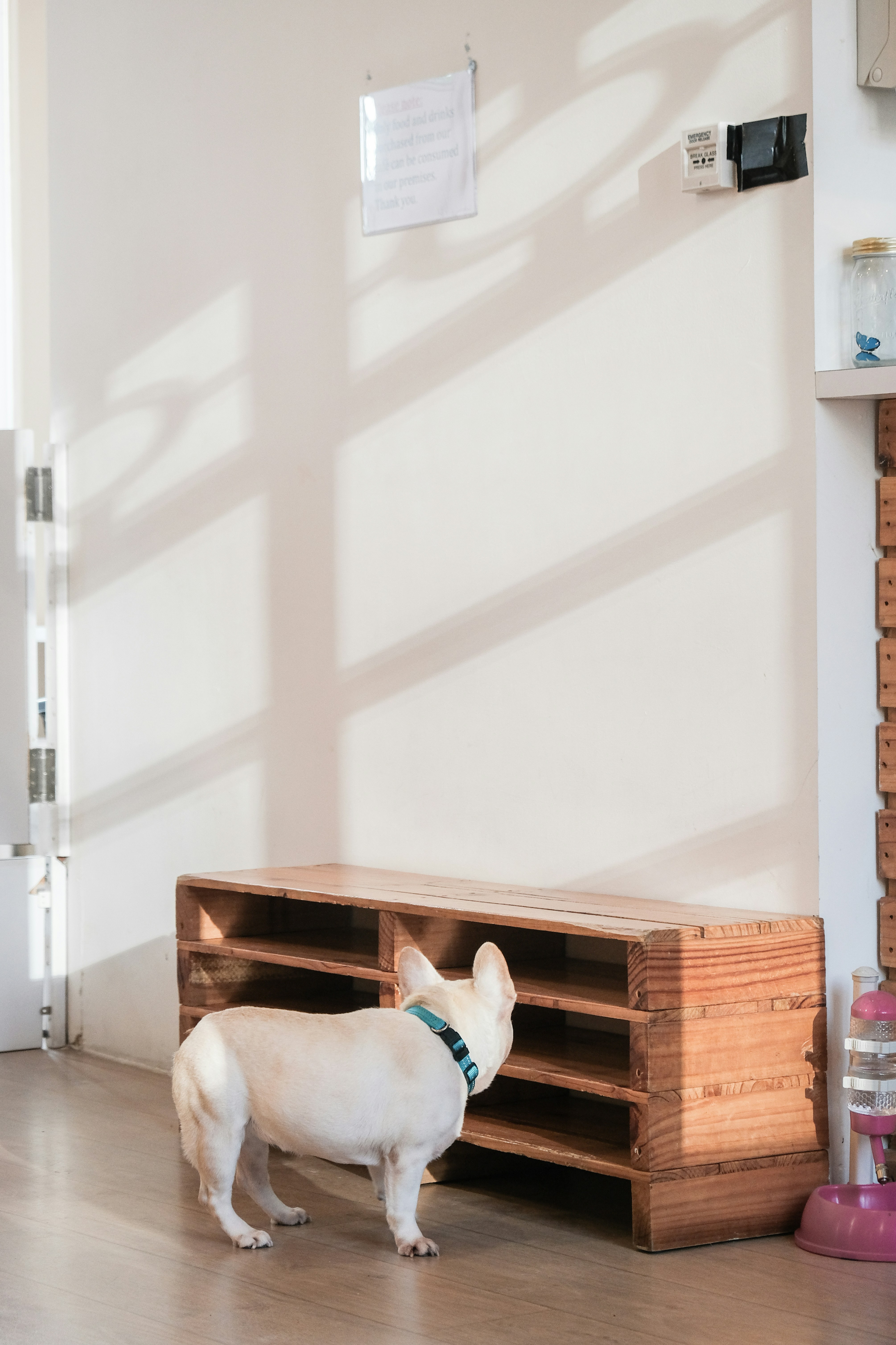 Sunlit Pup by a Wooden Cubby: A Quiet Indoor Moment