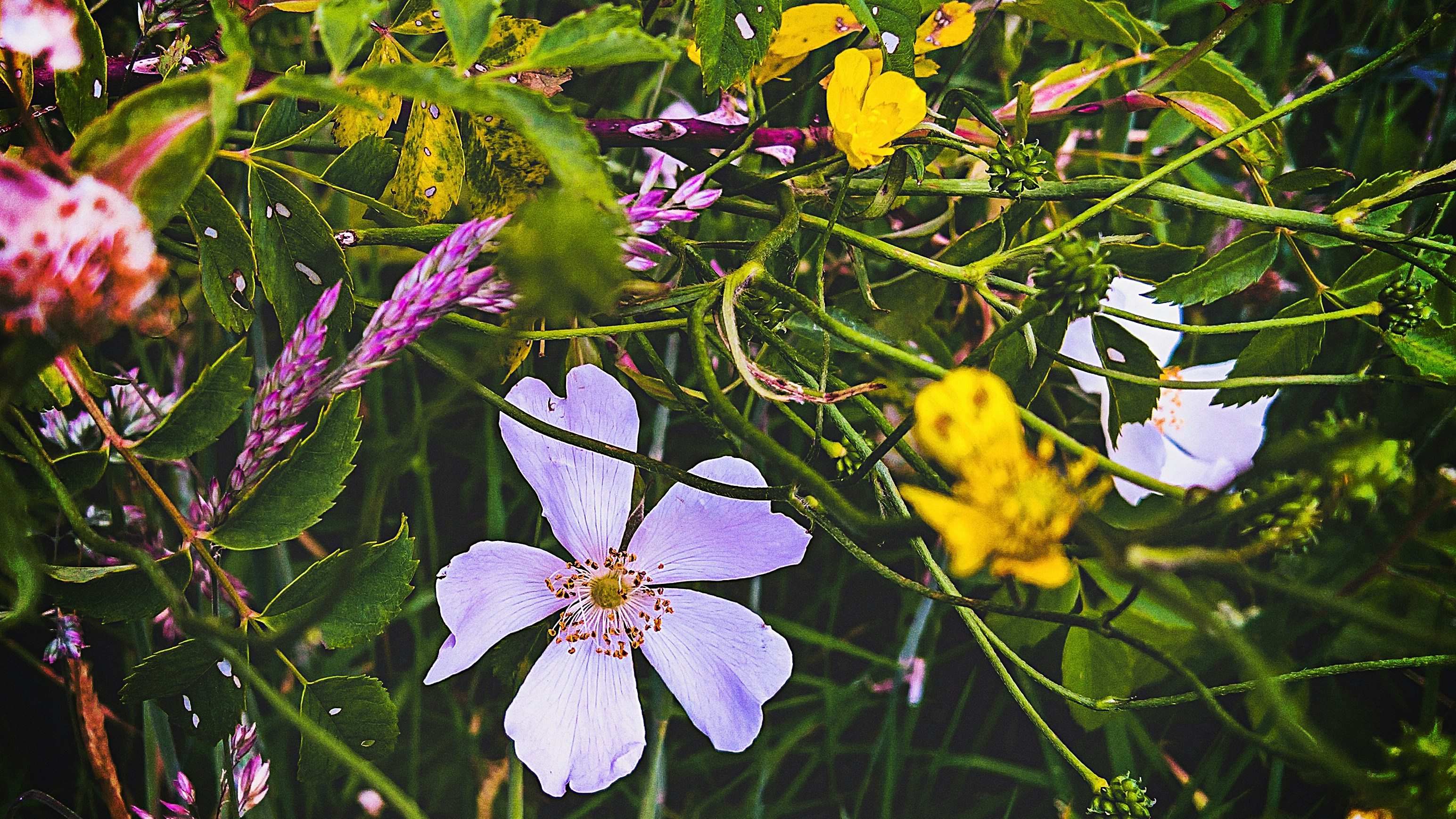 Delicate white flower surrounded by vibrant yellow and pink blooms in a lush green setting. The intricate details of nature's palette are on display.