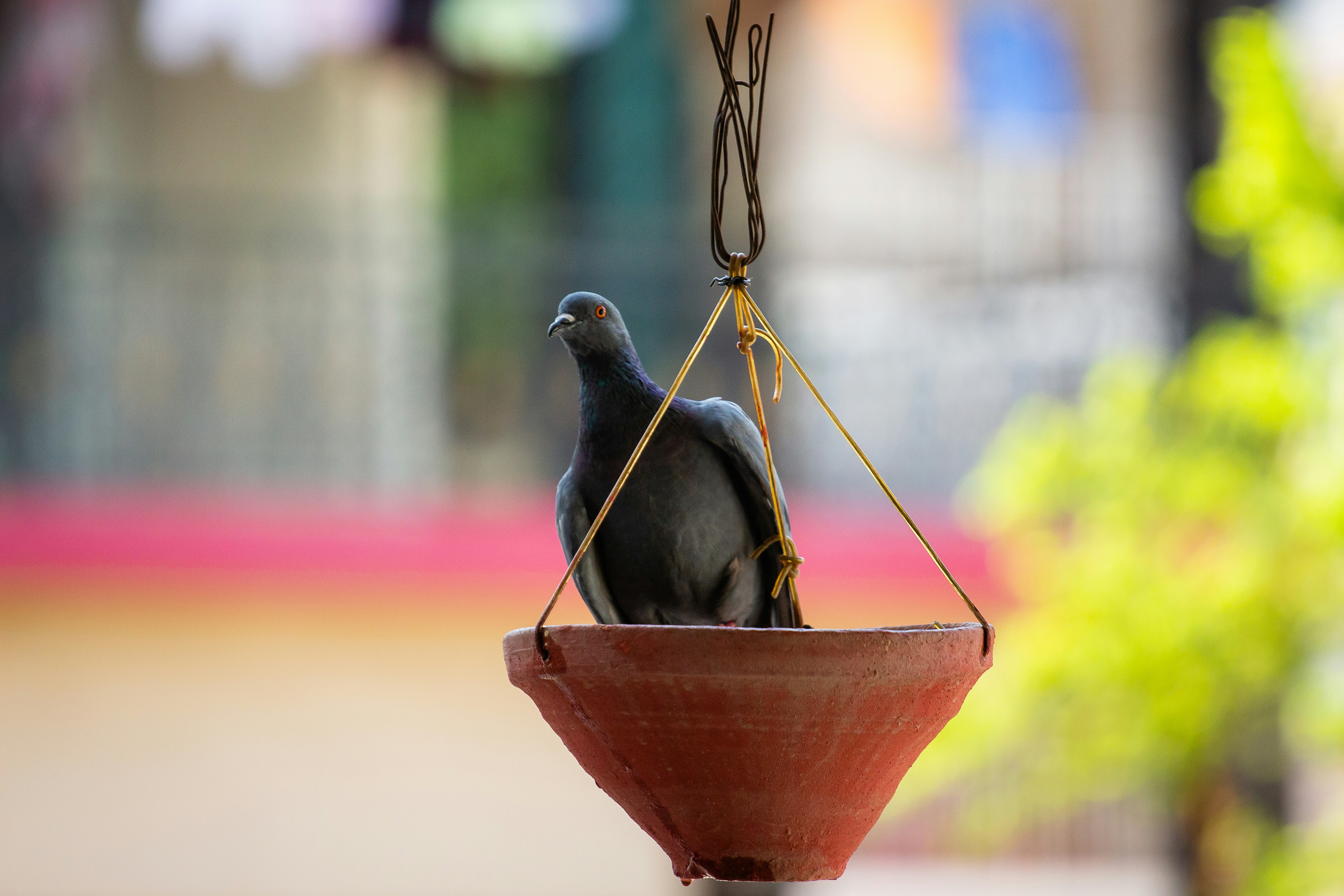 Midair Pause: A Pigeon Poised on a Hanging Terracotta Planter