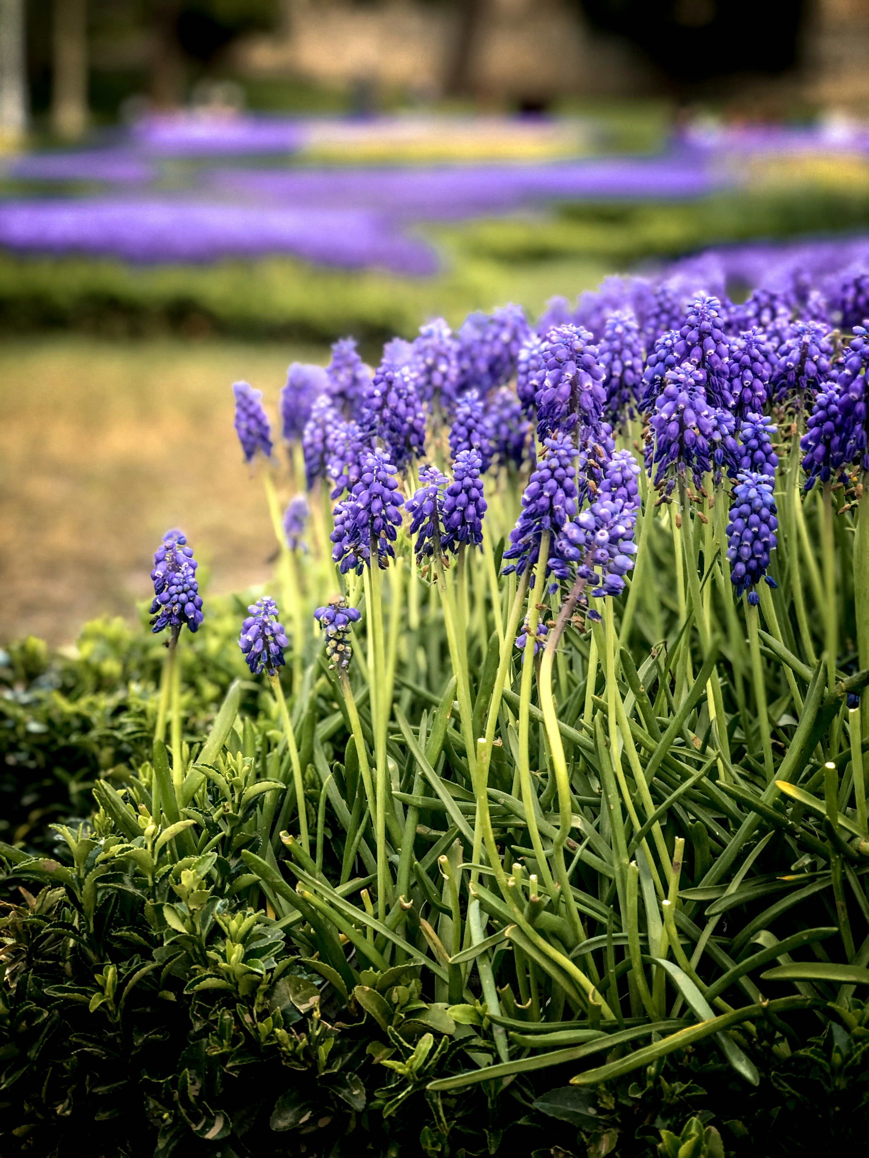 Grape Hyacinth Border: A Sunlit Study in Purple