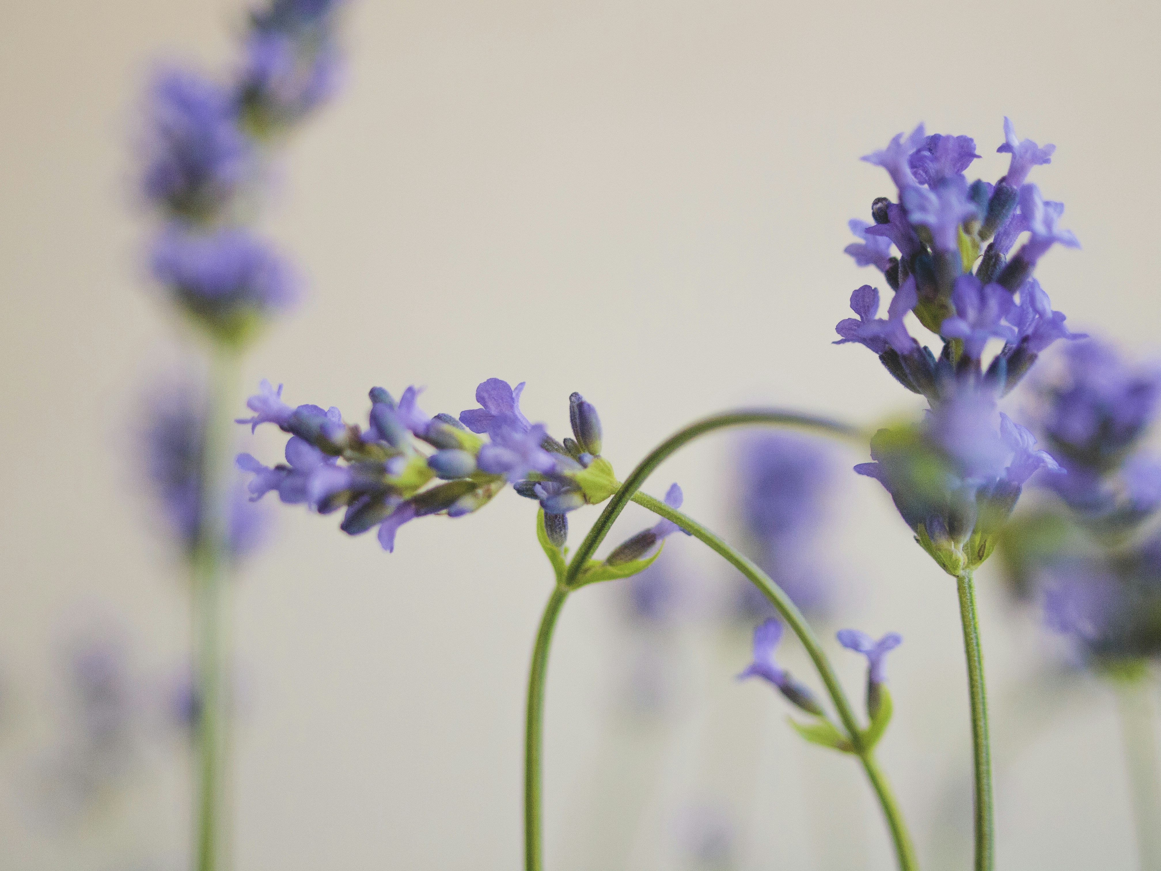 Lavender | 19 best free lavender, flower, plant and blossom photos on ...