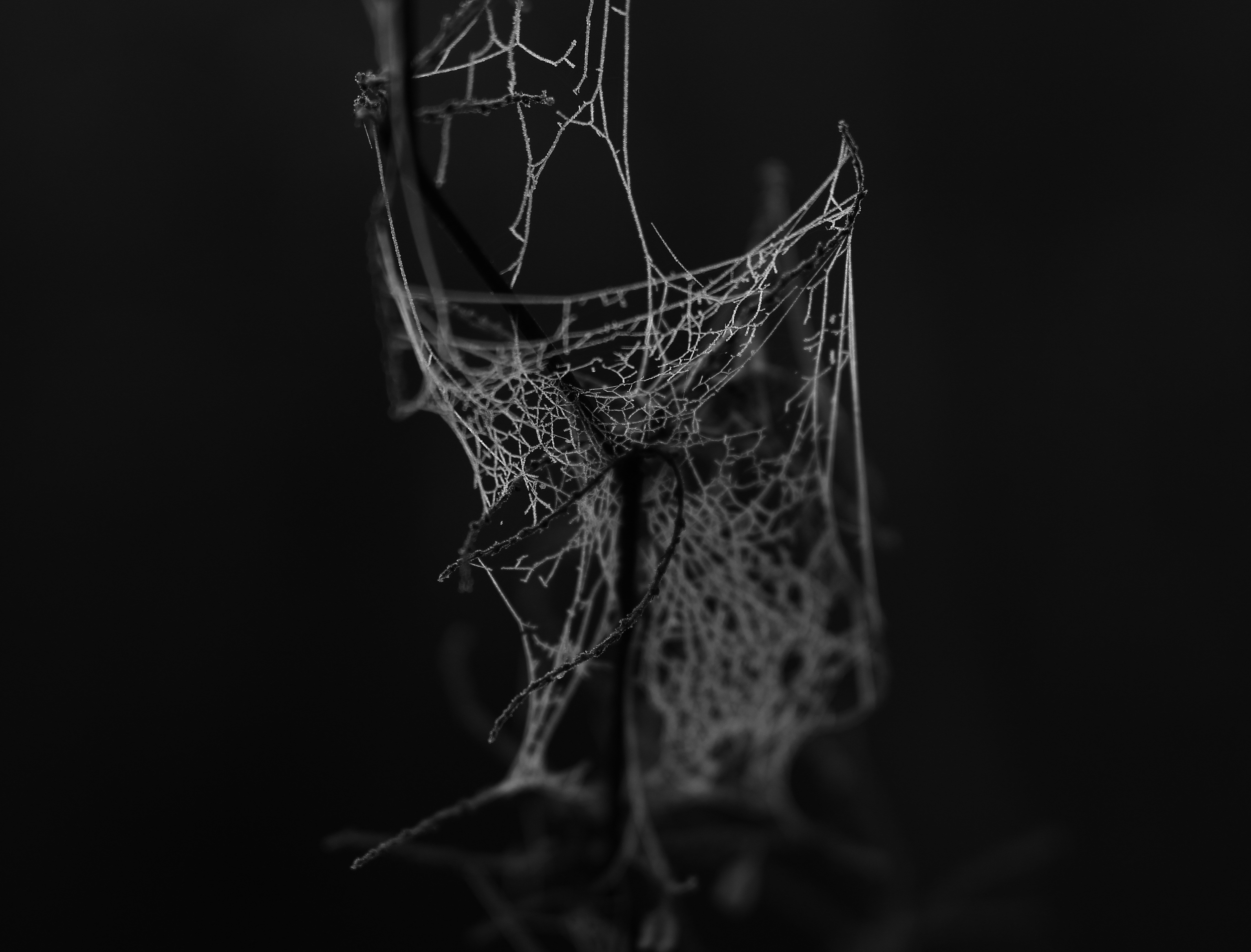 Web Of Things Pictures | Download Free Images on Unsplash