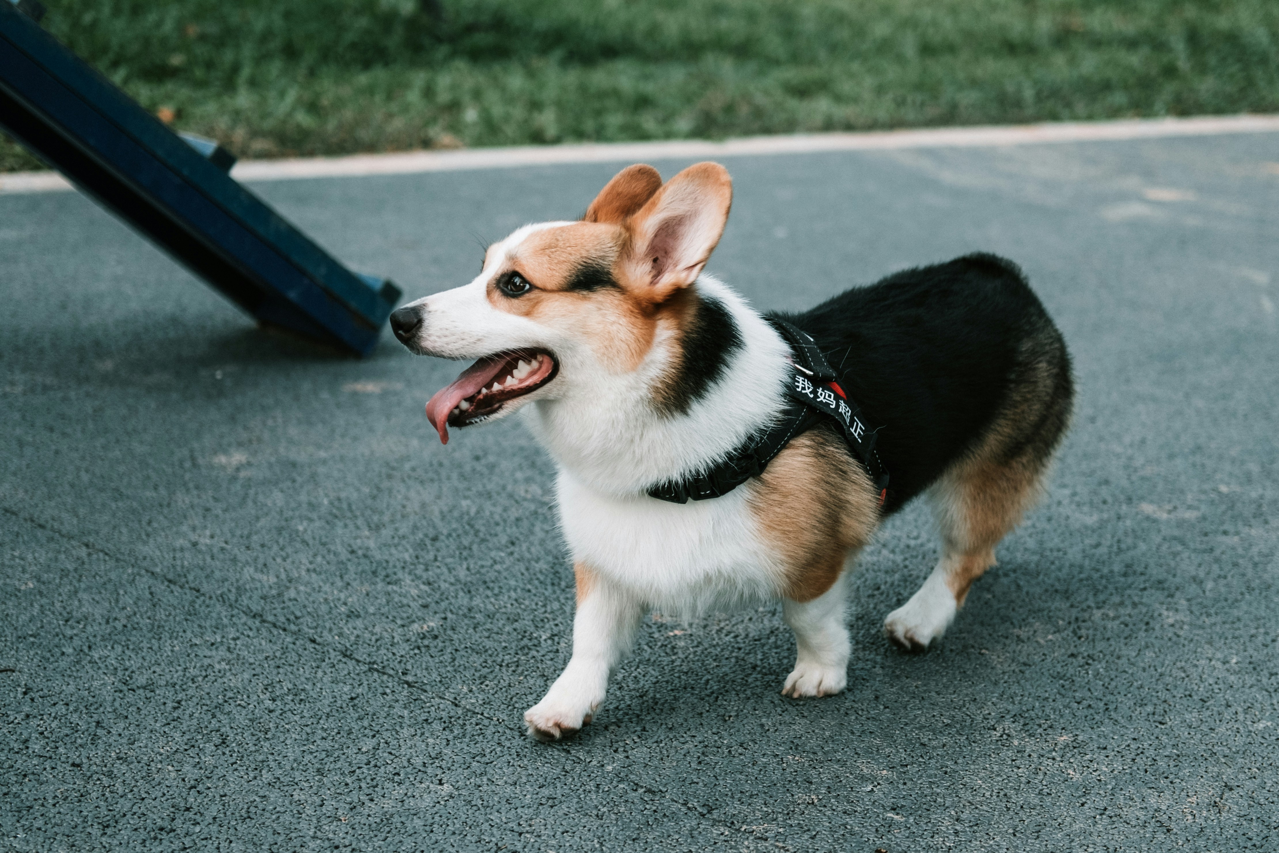 Adult tri-color corgi on concrete p[avement photo – Free Pet theme park ...
