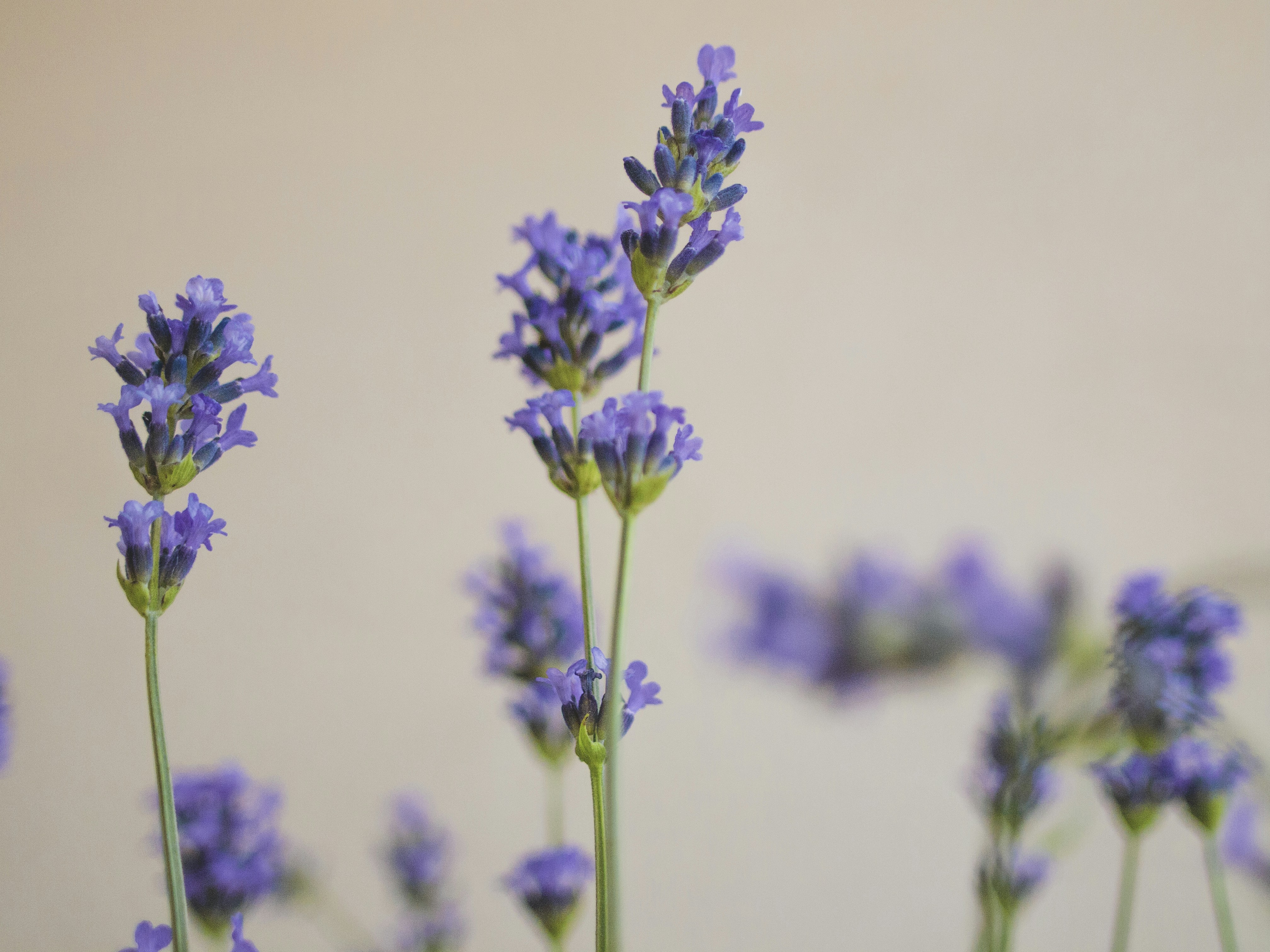 Lavender Flowers Pictures | Download Free Images on Unsplash