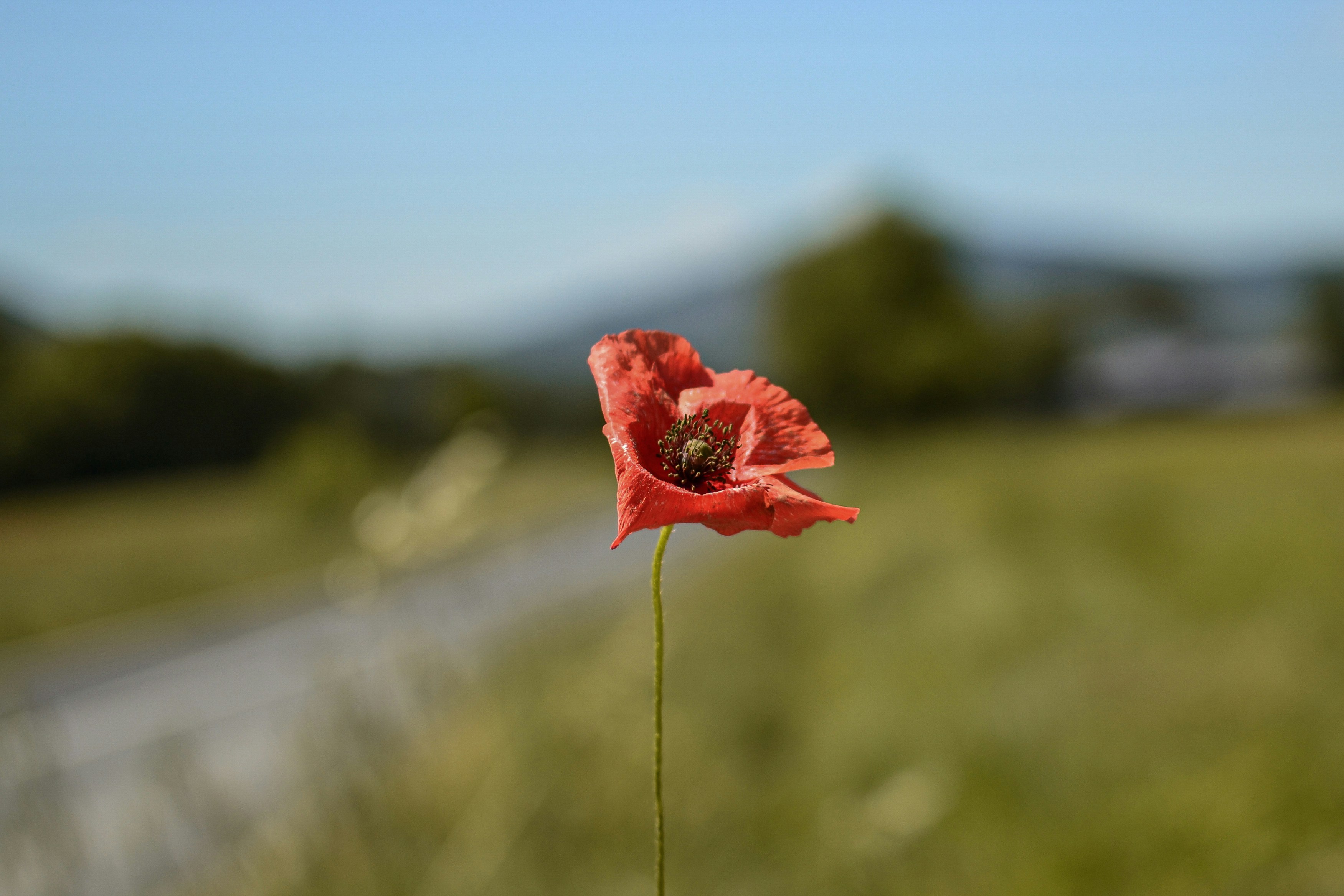 Single Red Poppy in Focus Against a Gentle Landscape Blur