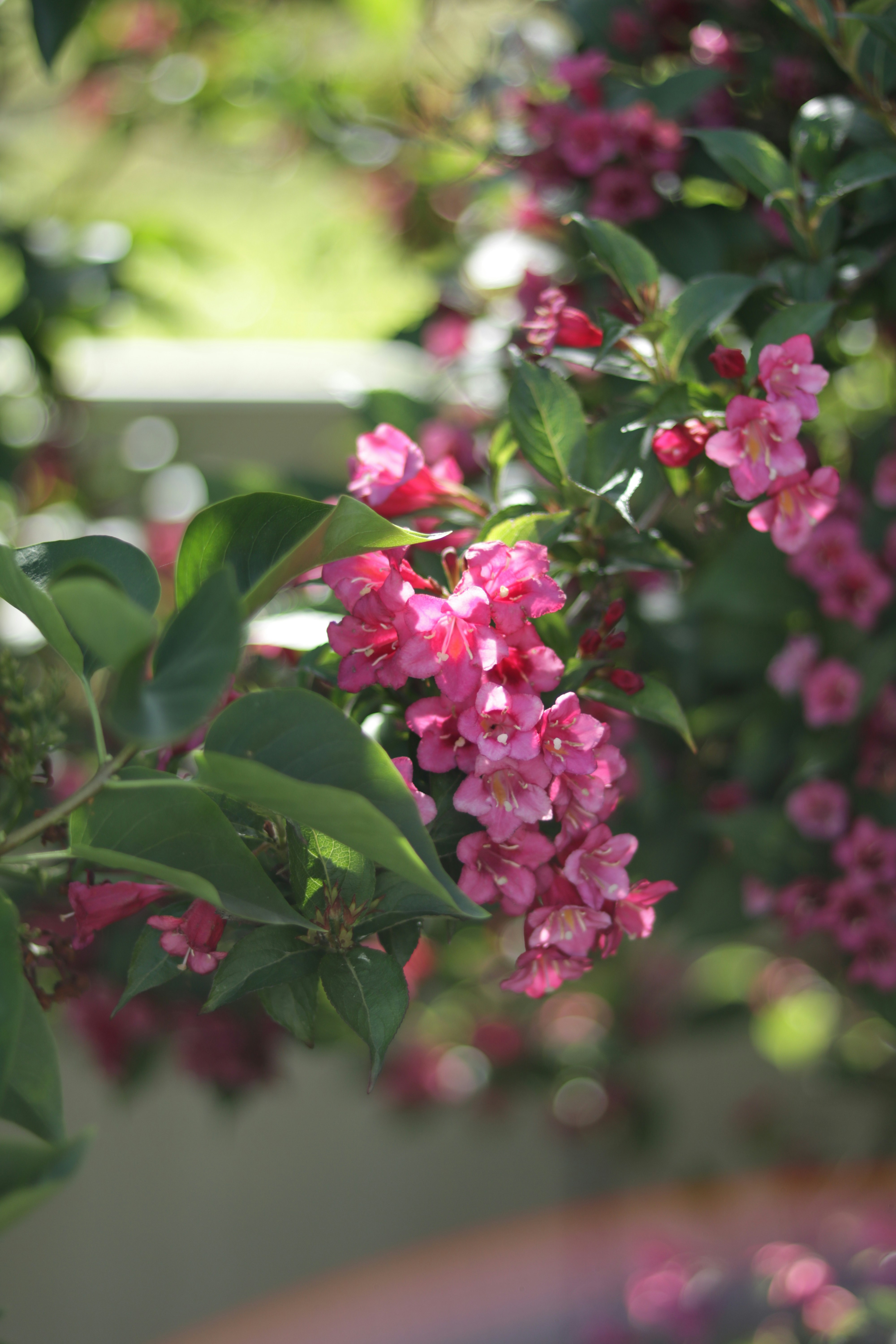 Close-up photograph of pink blossoms along a green-leaved shrub with a softly blurred background.
