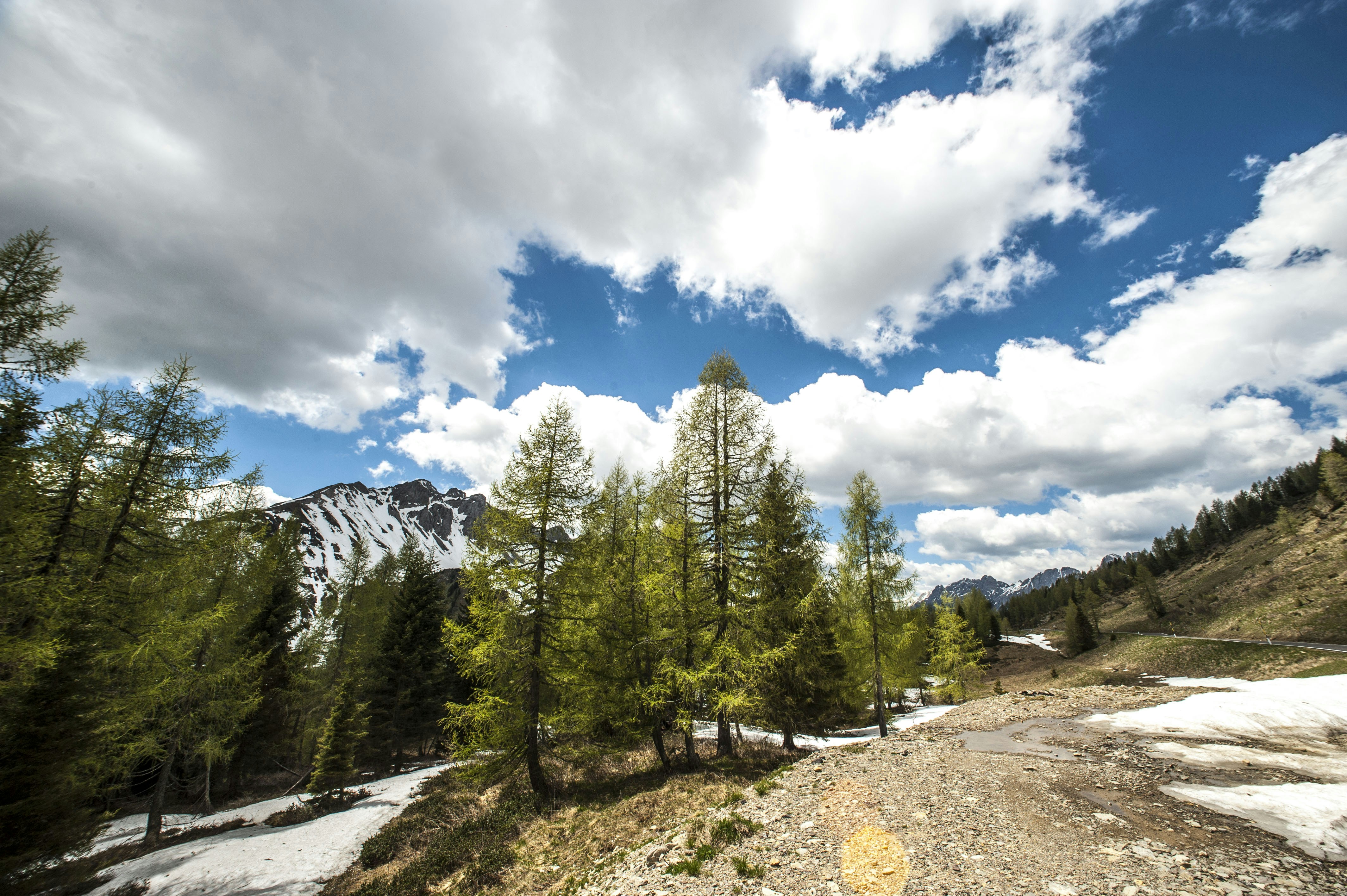 green trees under white clouds and blue sky at daytime