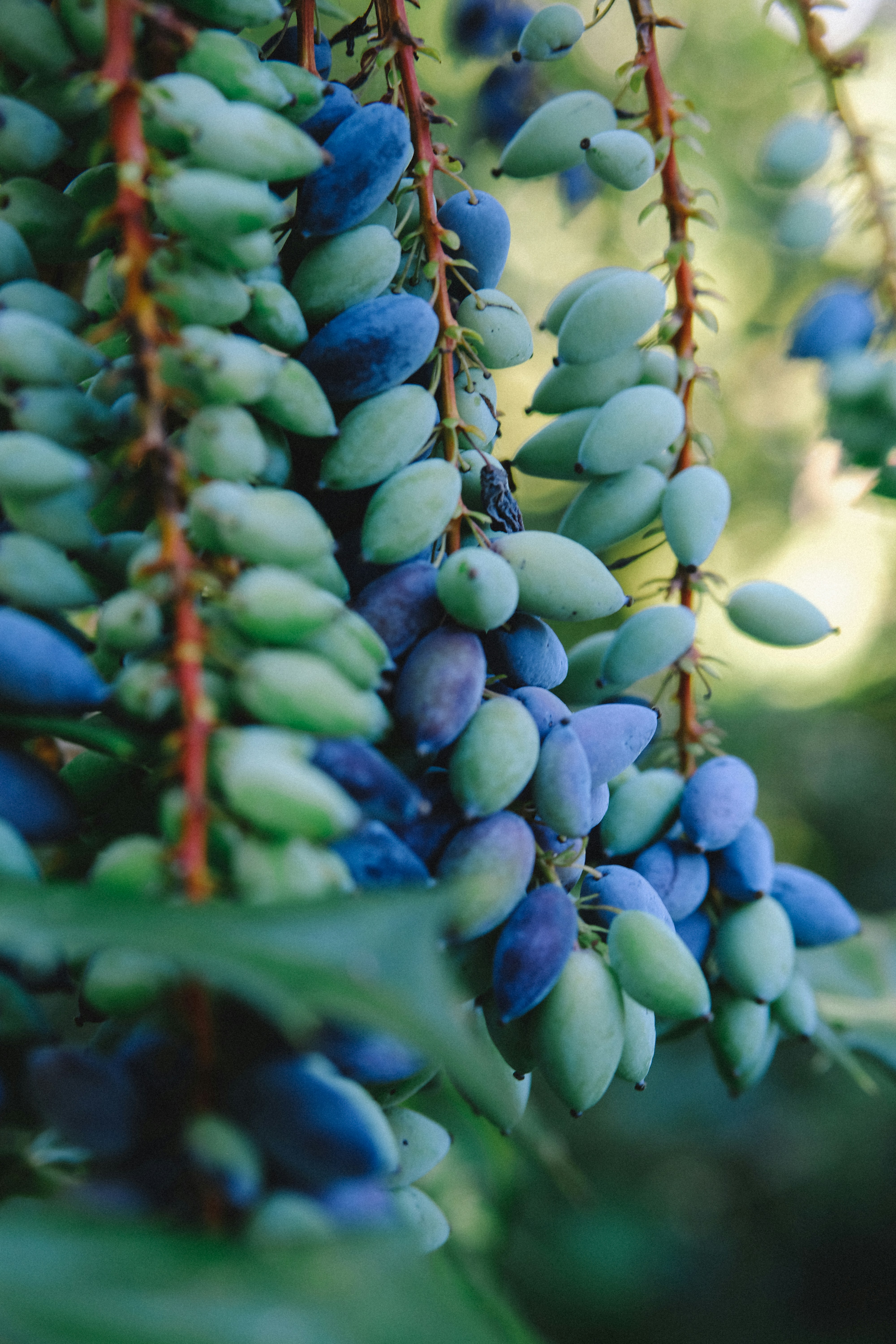 Azure Cascade: Close-Up of Blue-Green Berries on Red Stems