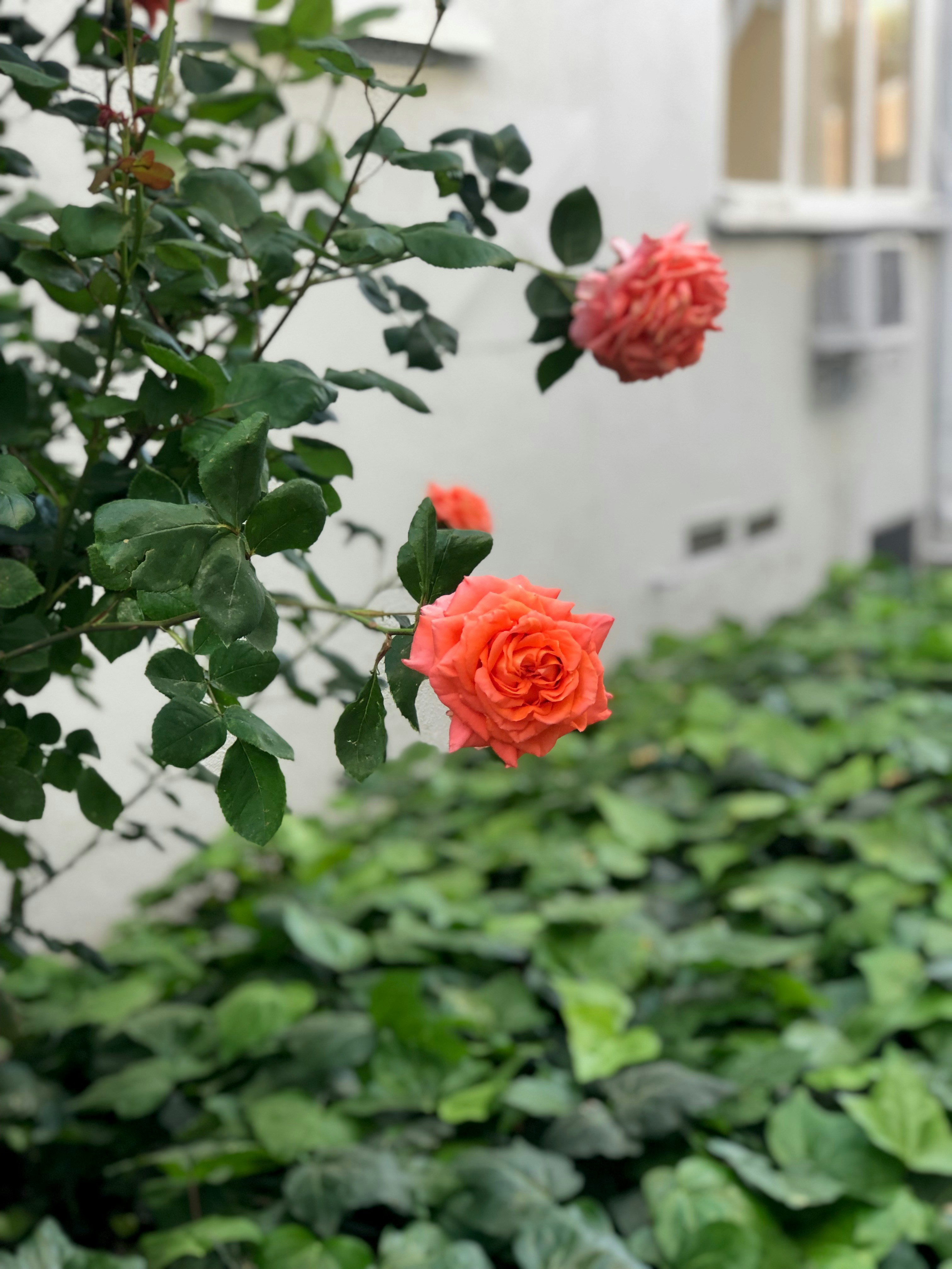 Peach roses bloom gracefully among lush green leaves in a tranquil garden setting. The soft hues contrast beautifully with the background's muted tones.