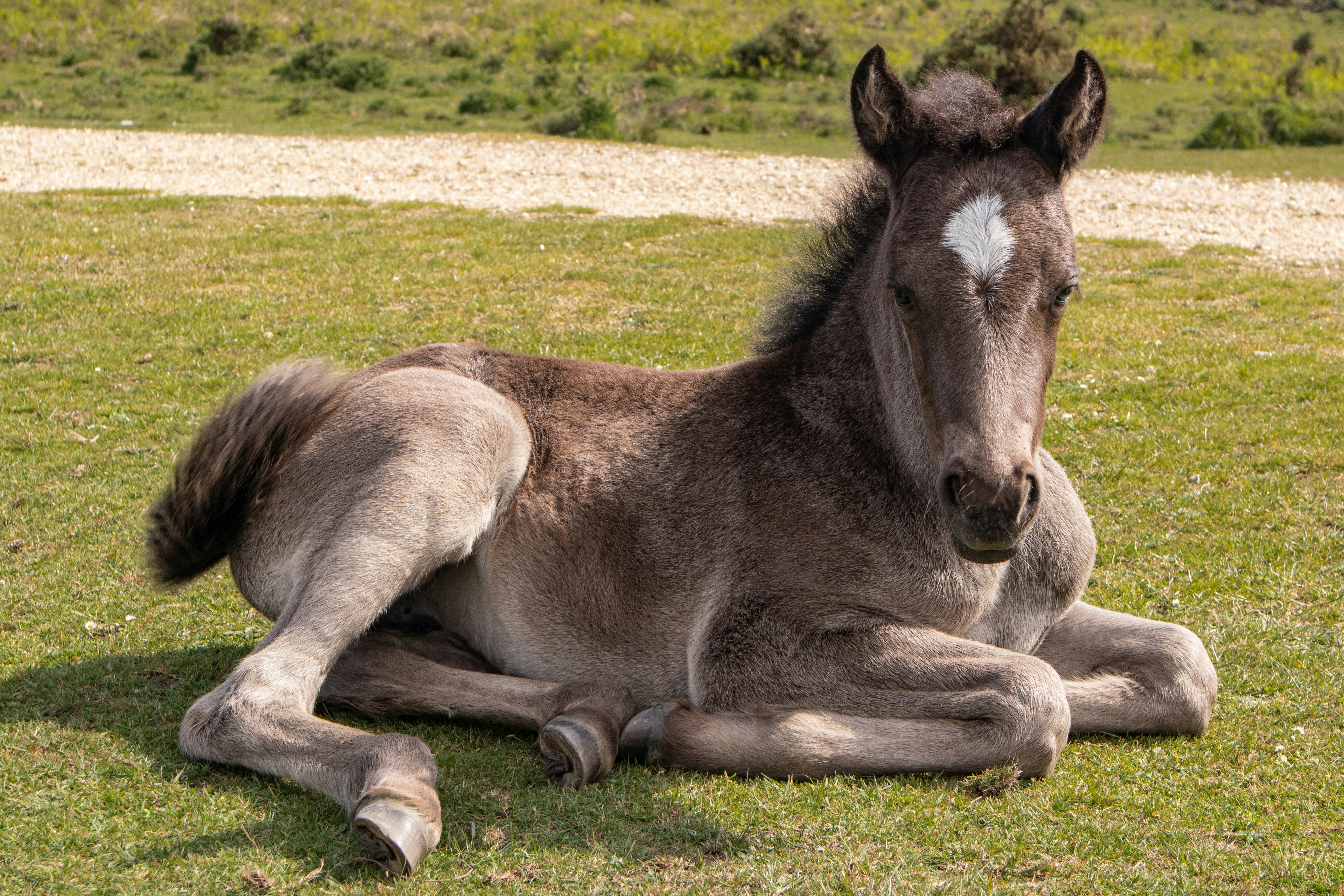 Sunlit Rest: a gray horse lounges in a pastoral field