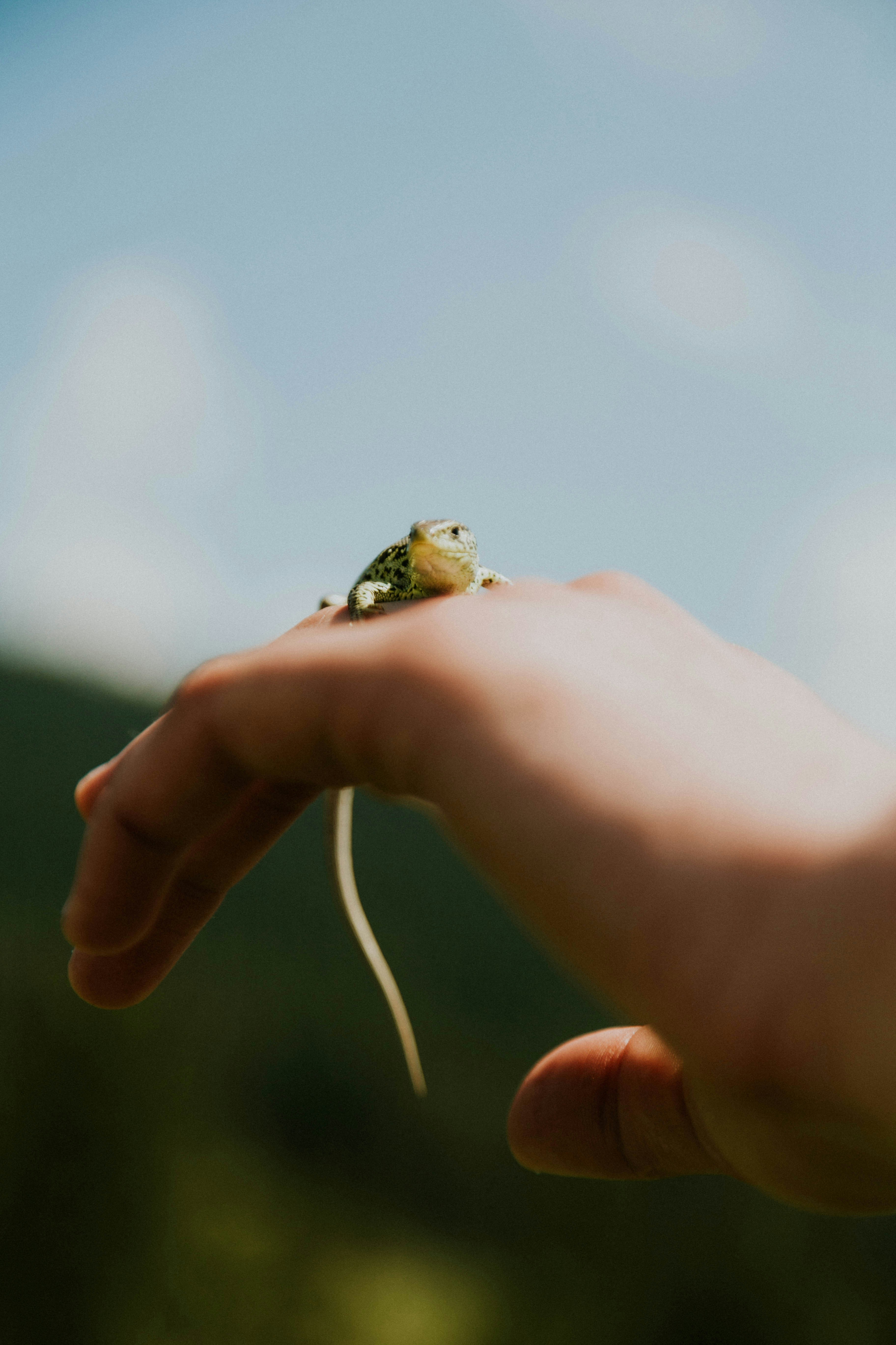 Gecko on a Fingertip: Quiet Moment Under a Wide Sky