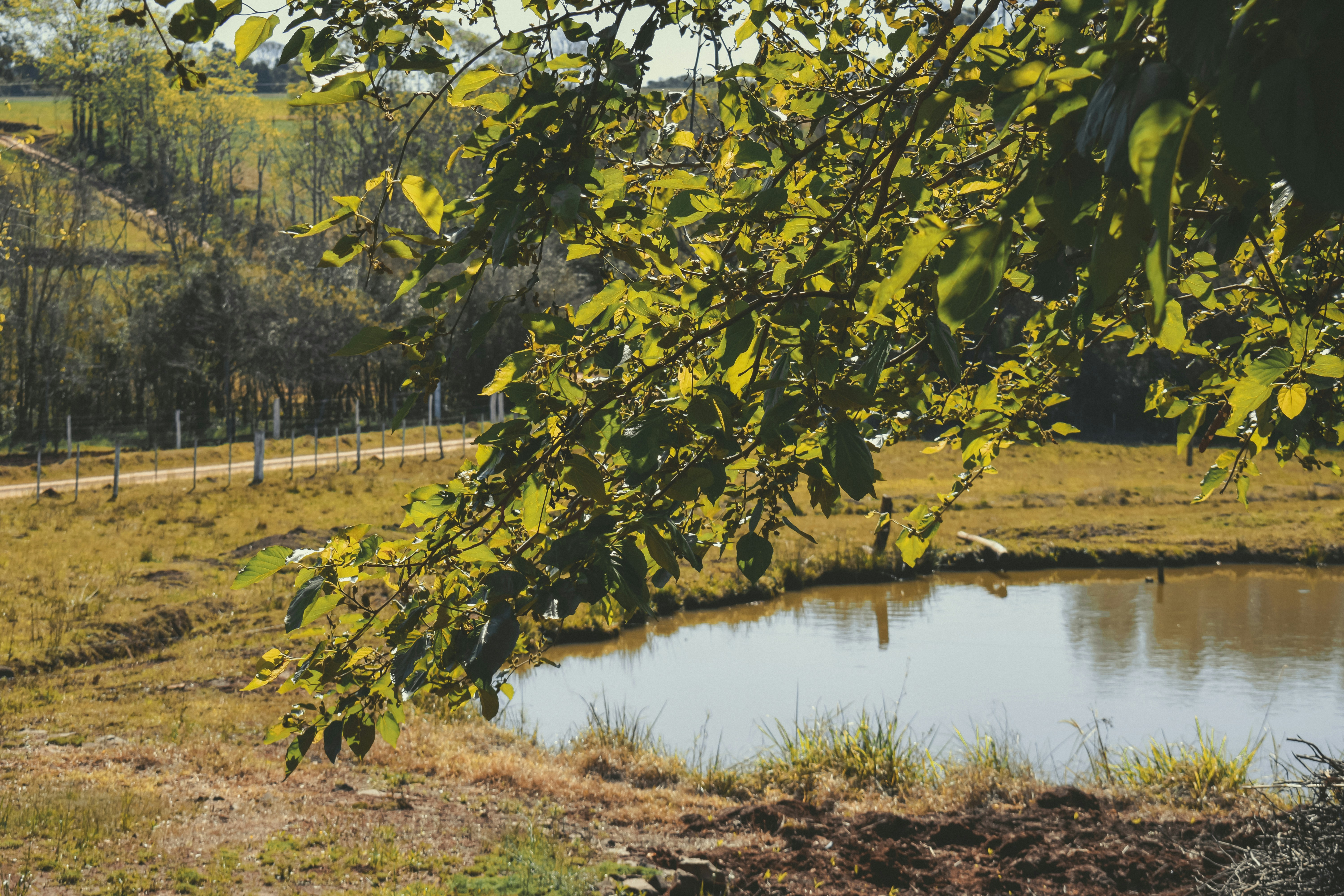 Branch-Framed Pond in Quiet Afternoon Light