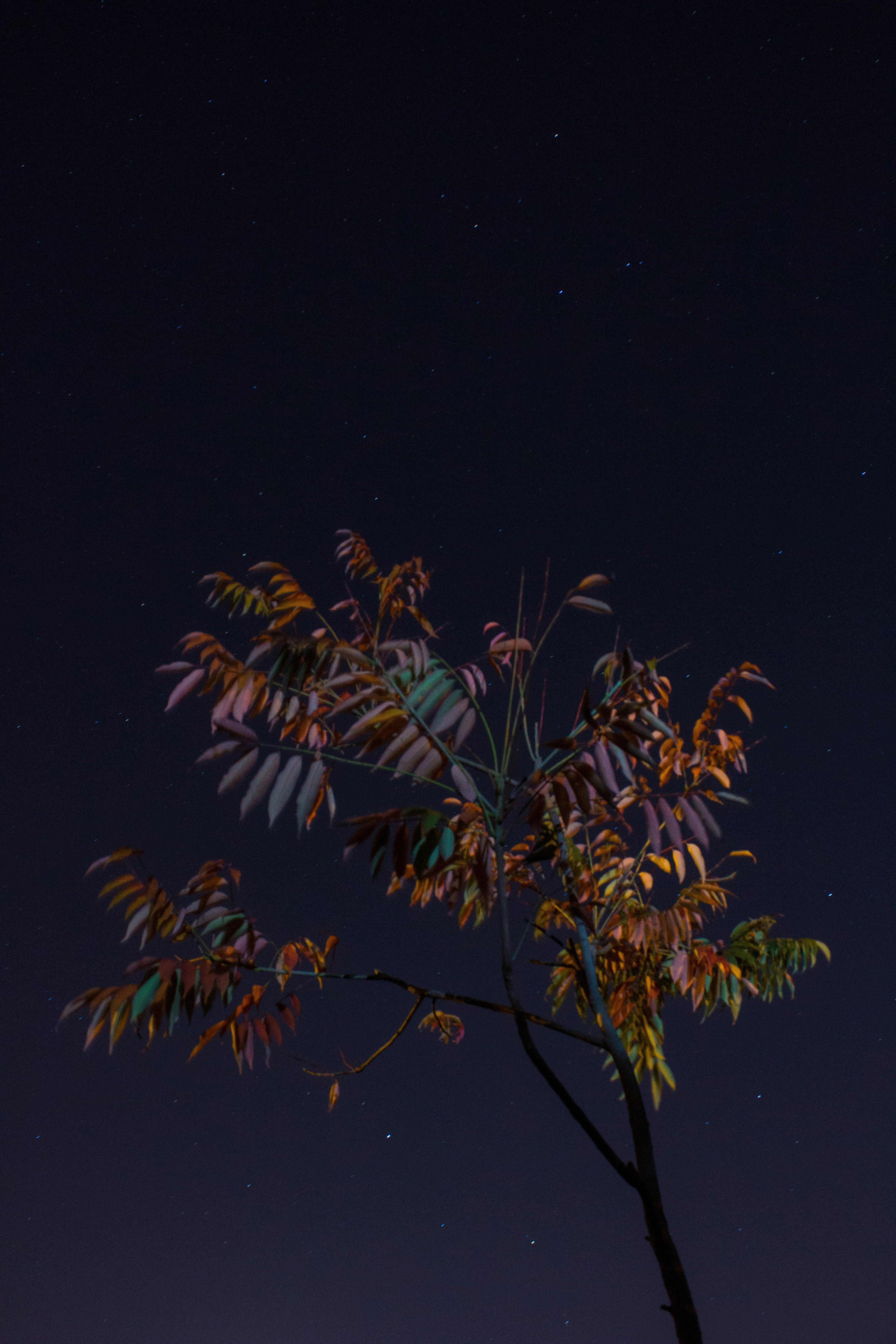 Starlit Canopy: A lone tree glows beneath a velvet night