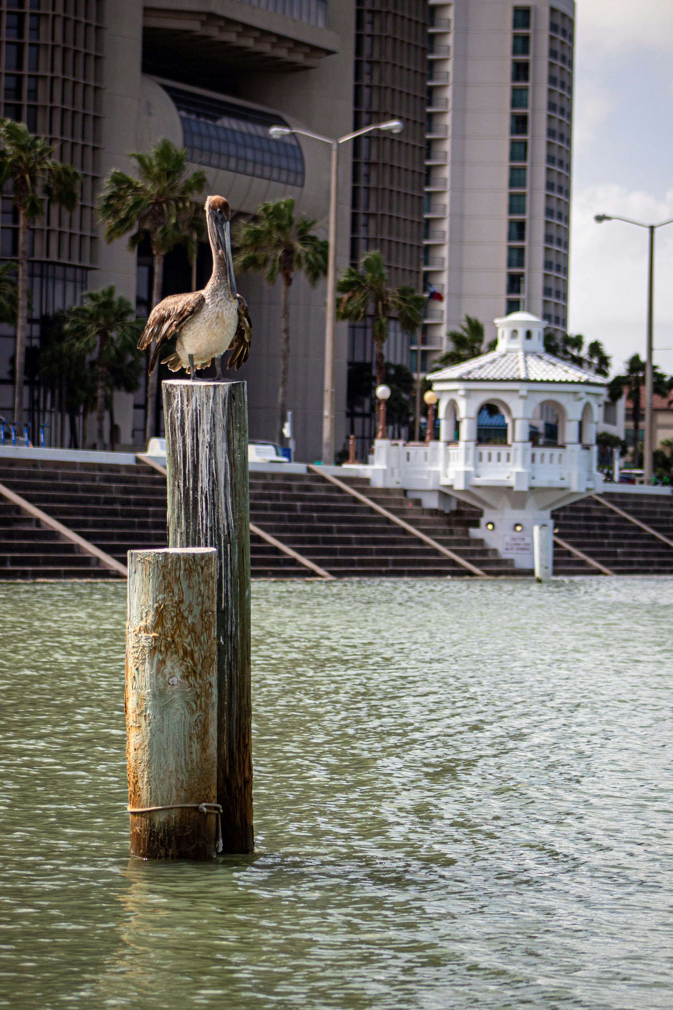 A pelican perched atop a weathered wooden post, overlooking a tranquil waterway framed by modern architecture and palm trees.
