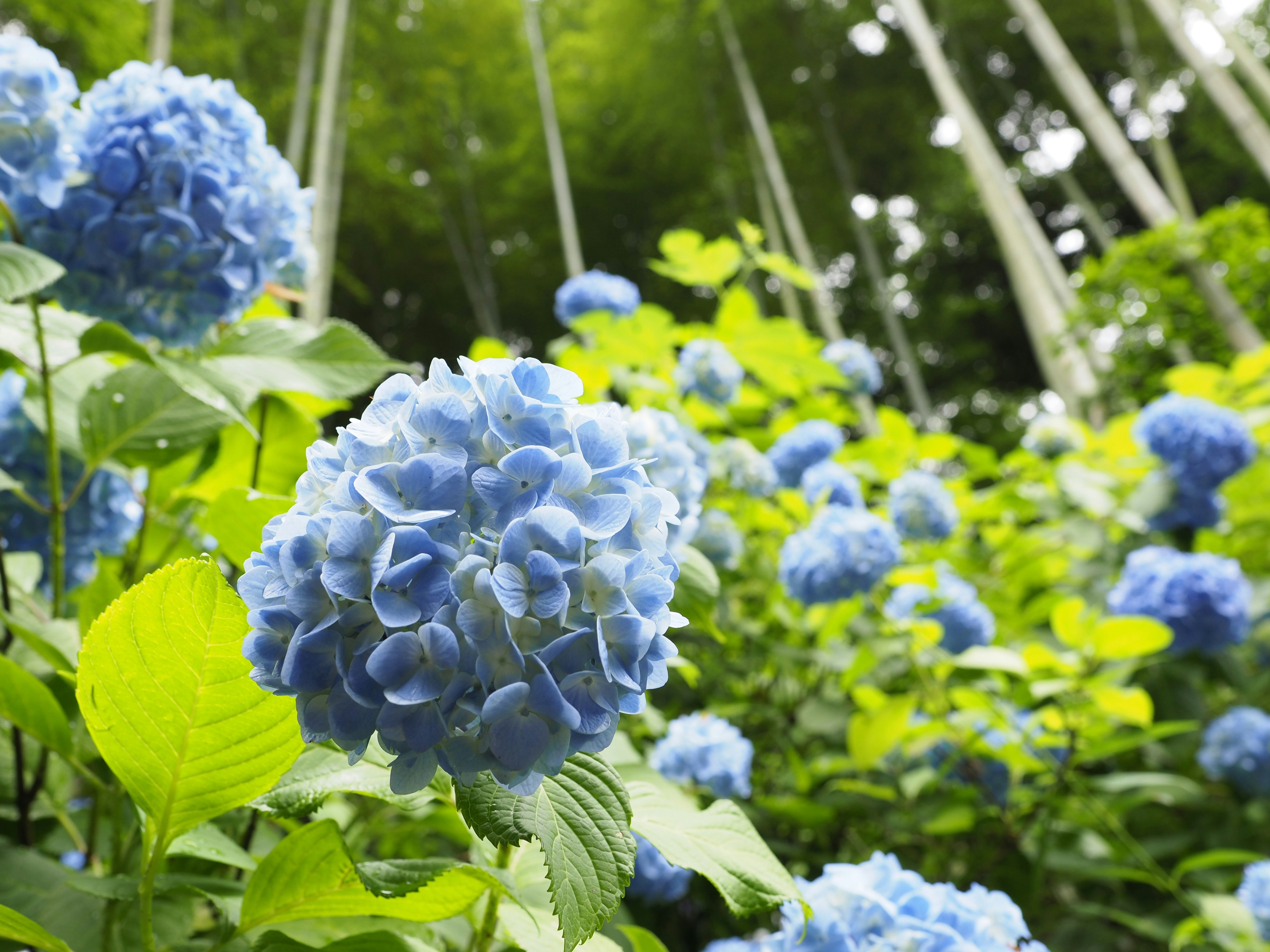 Blue hydrangeas blooming beneath tall trees in a lush green forest.