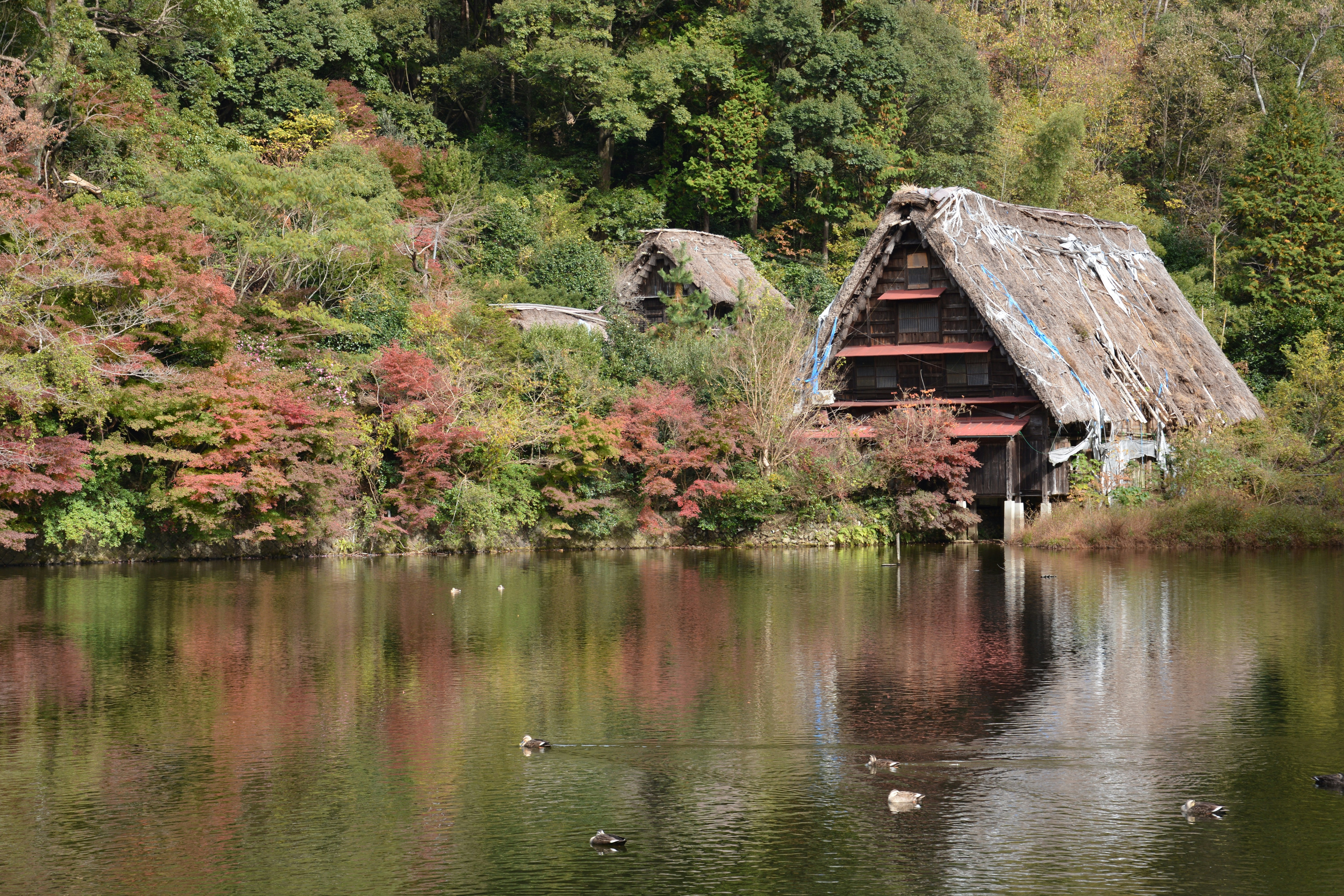 Traditional thatched-roof house reflecting in a serene pond surrounded by autumn foliage.