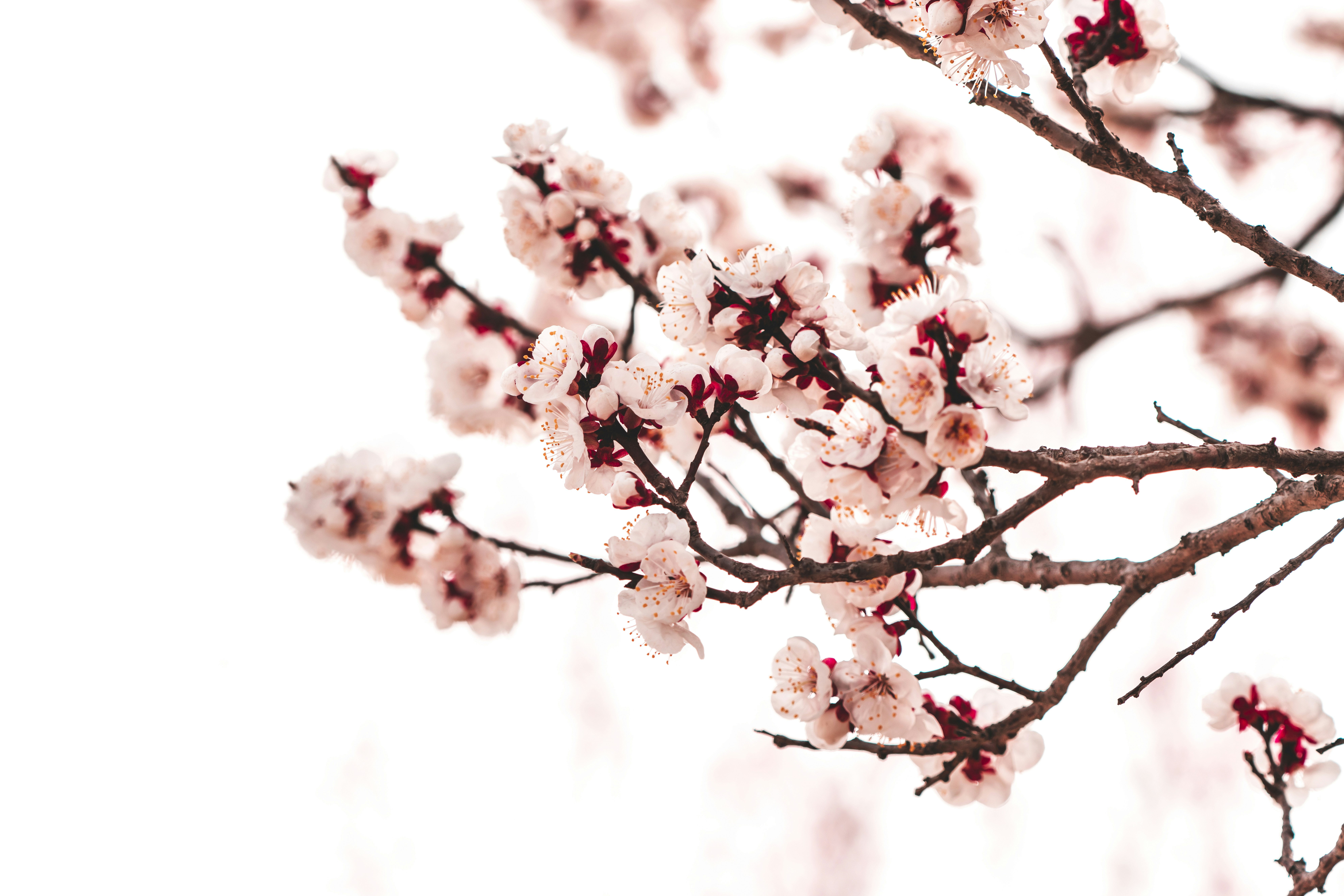 Cherry blossoms photo – Free Tree Image on Unsplash