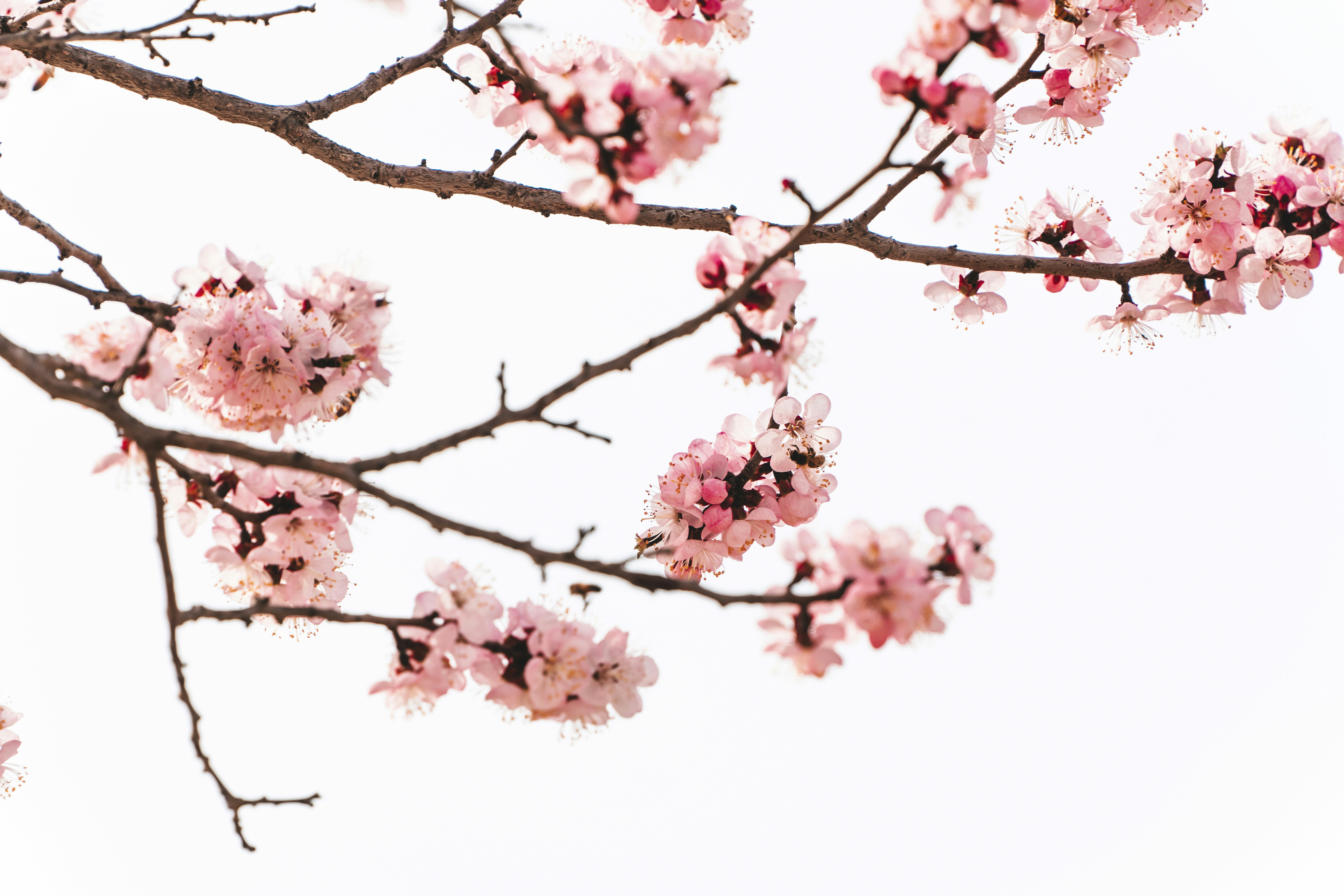 Delicate pink cherry blossoms cascade from a slender branch against a soft white backdrop.