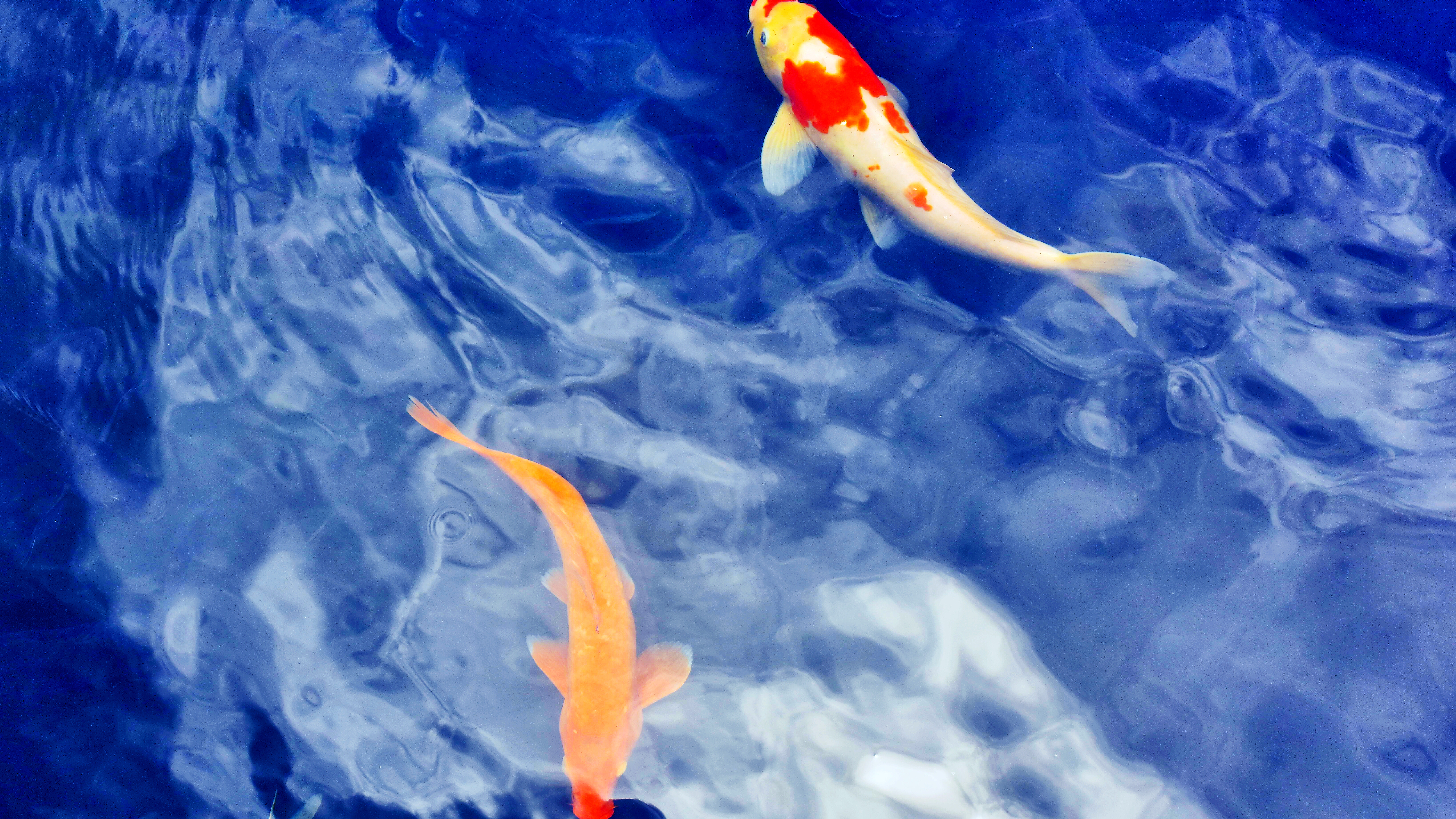 Two koi fish swim gracefully in vivid blue water, one with striking orange and white patterns.
