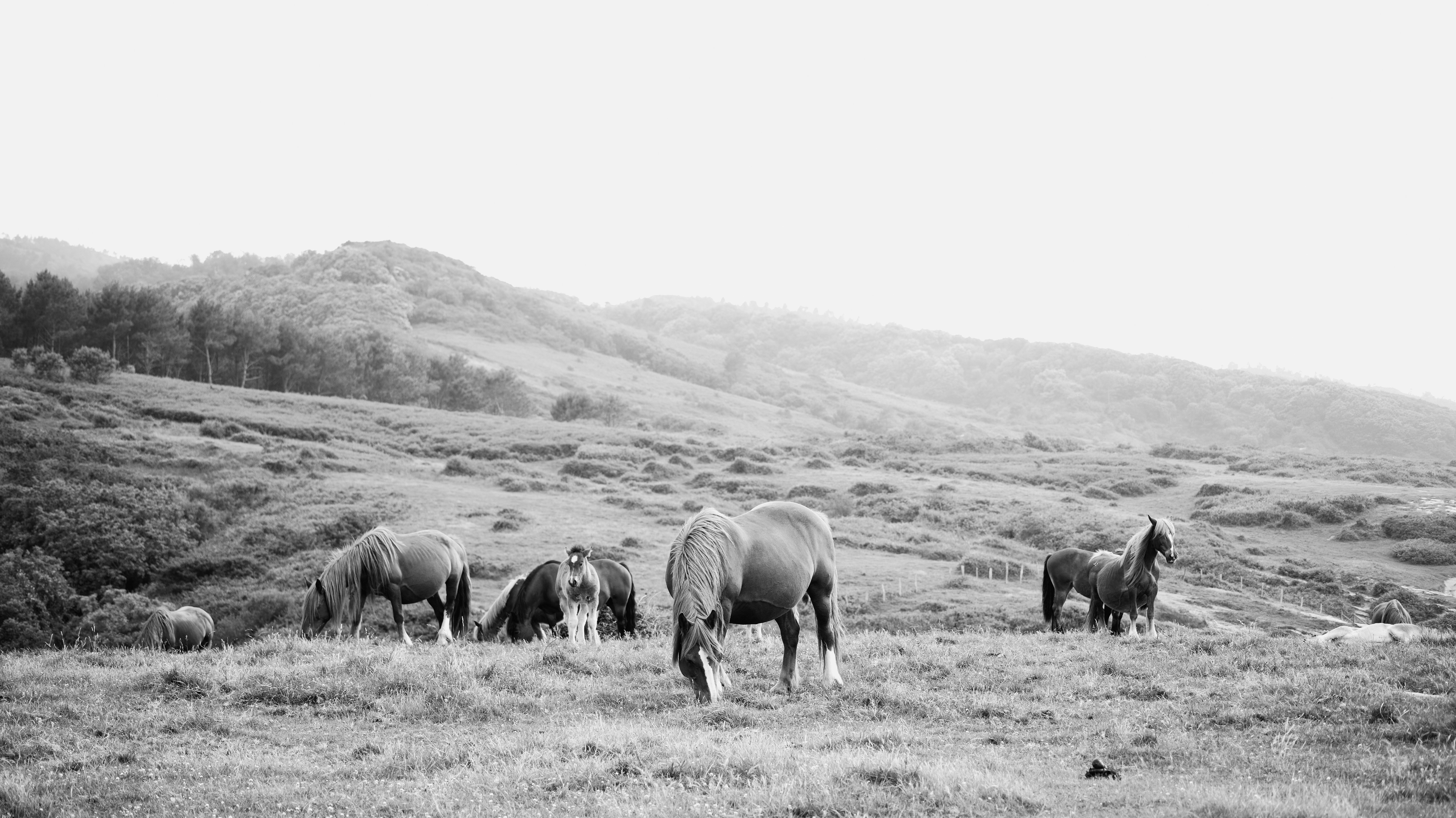 A serene landscape featuring horses grazing in a lush meadow, framed by rolling hills and misty mountains in black and white.