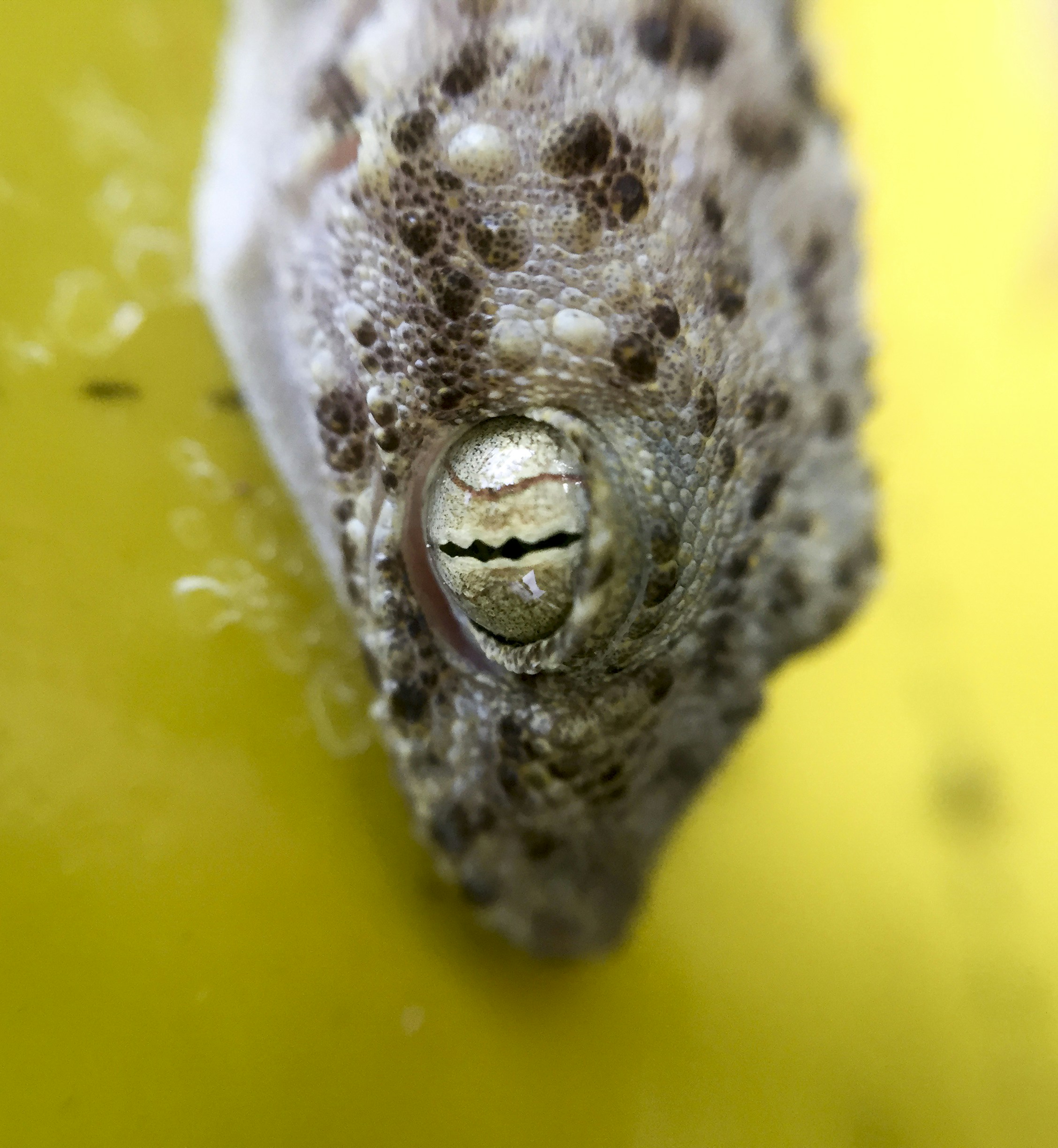 Macro Portrait: Gecko Eye Adorned in Yellow