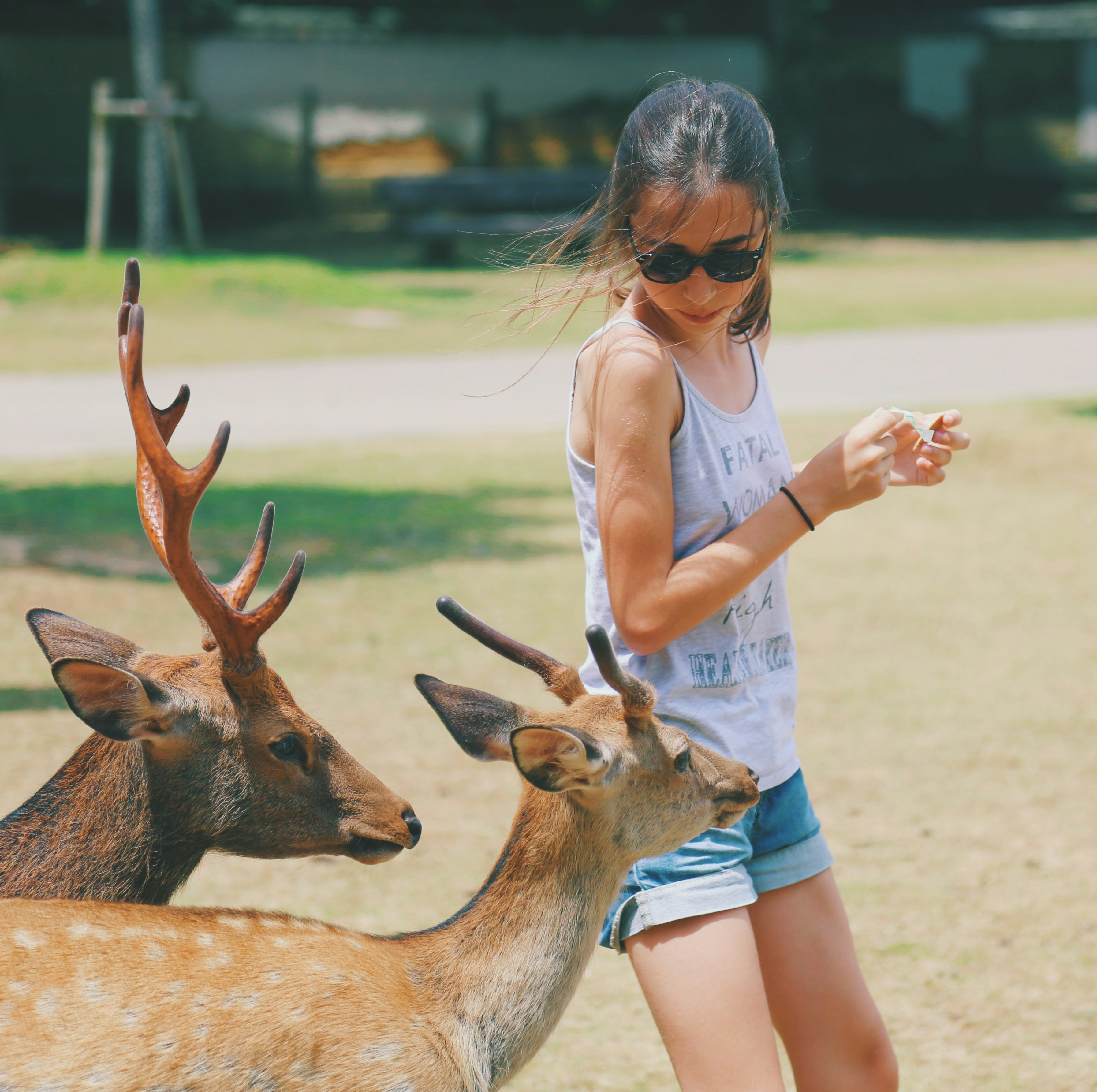 Sunlit Exchange: A Girl in Sunglasses Meets Park Deer