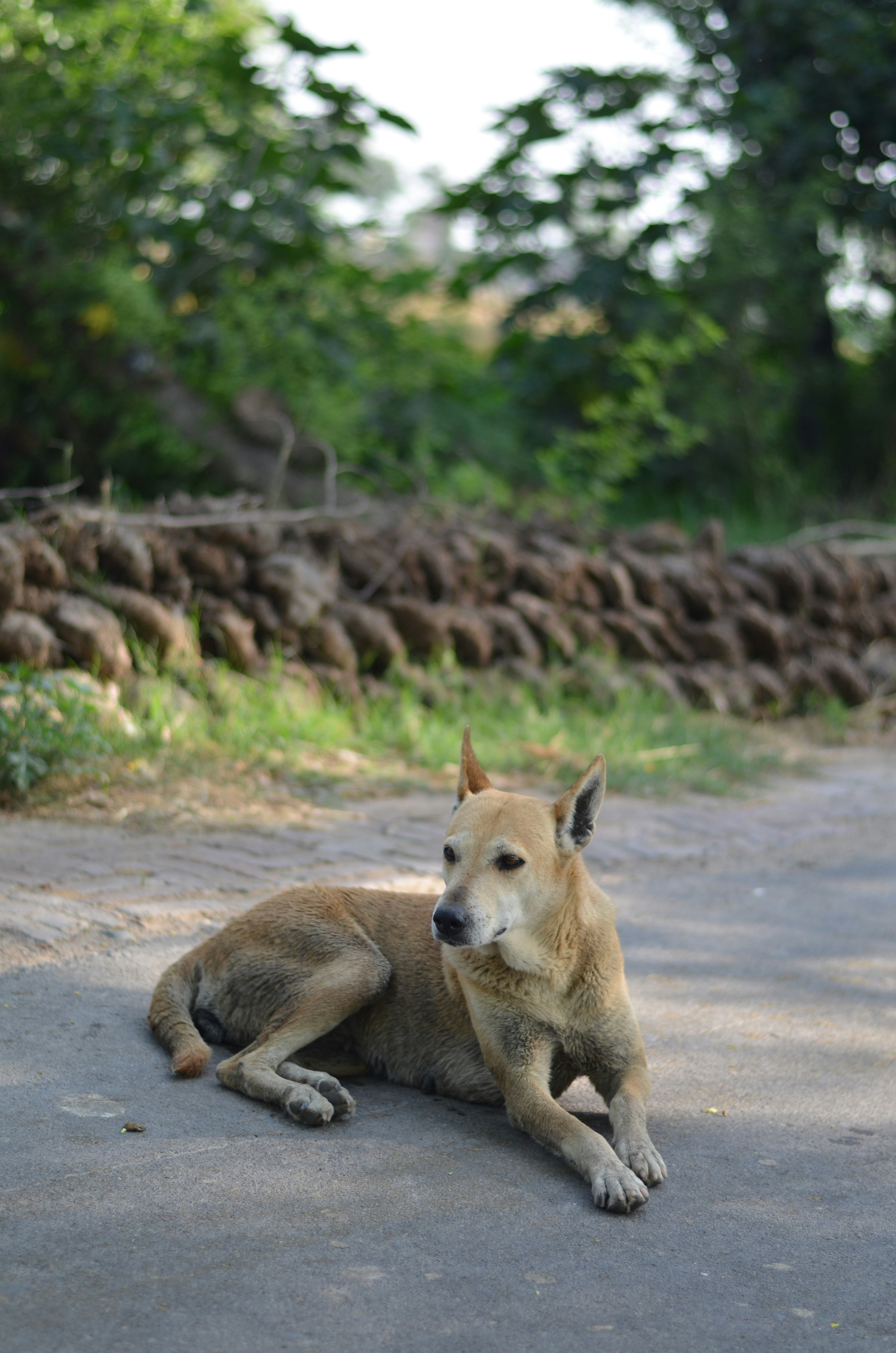 A relaxed dog resting on a sunlit road, surrounded by lush greenery and a backdrop of stacked logs.