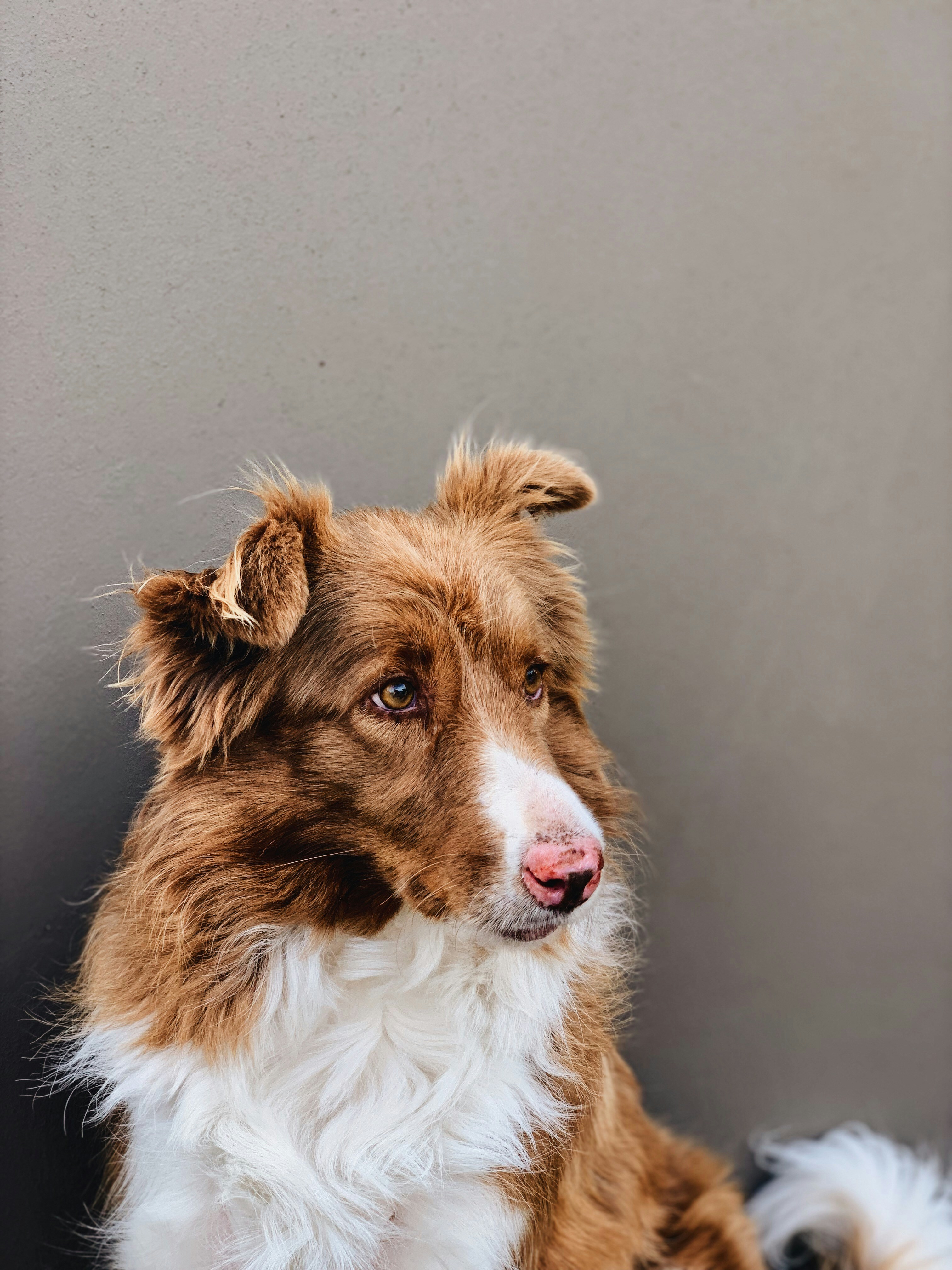 Gentle Gaze: A Border Collie Portrait Against a Minimal Gray Wall