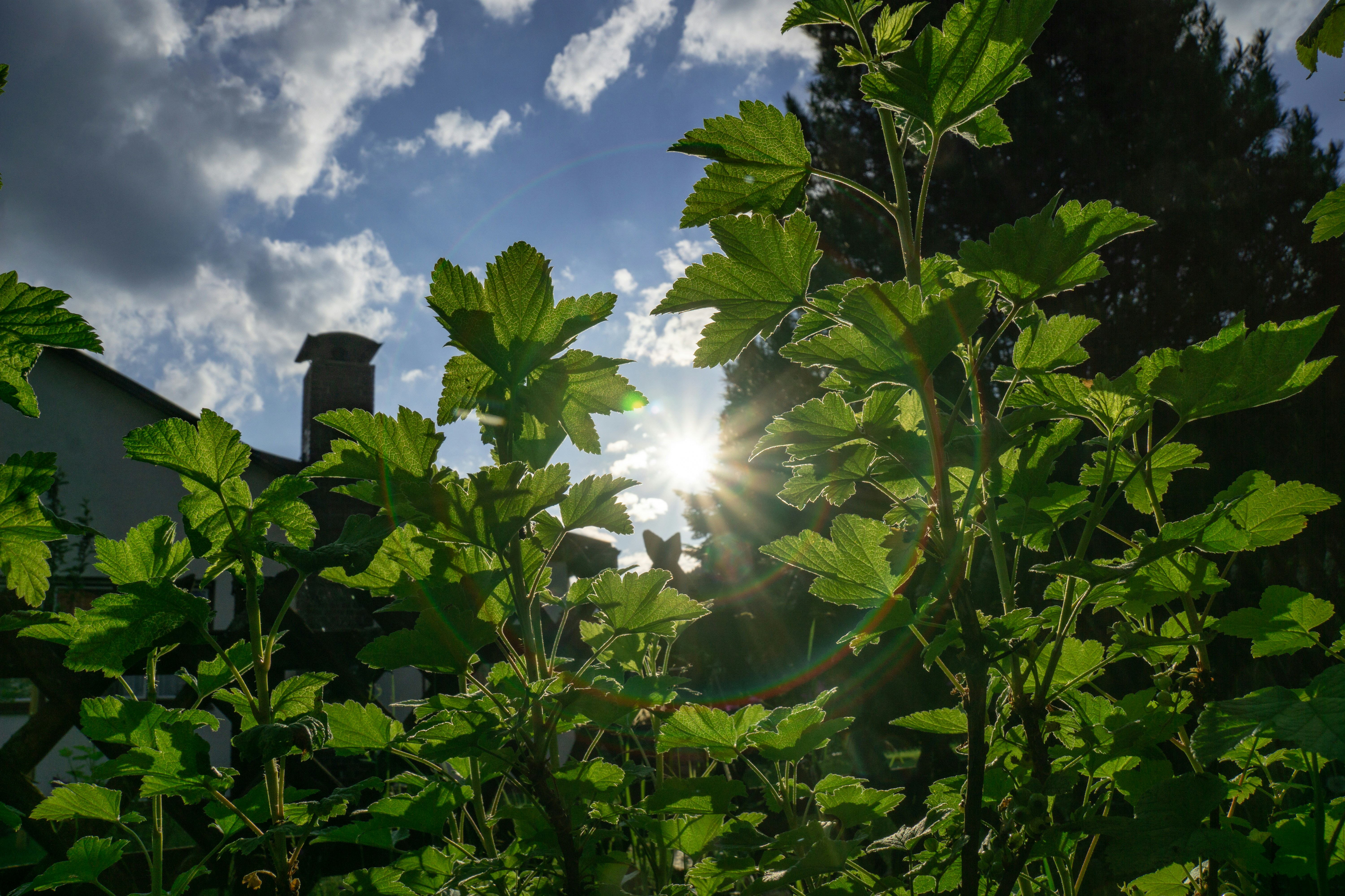 Sunlit Canopy in Focus: Green Fronds Backlit by a Bright Sky