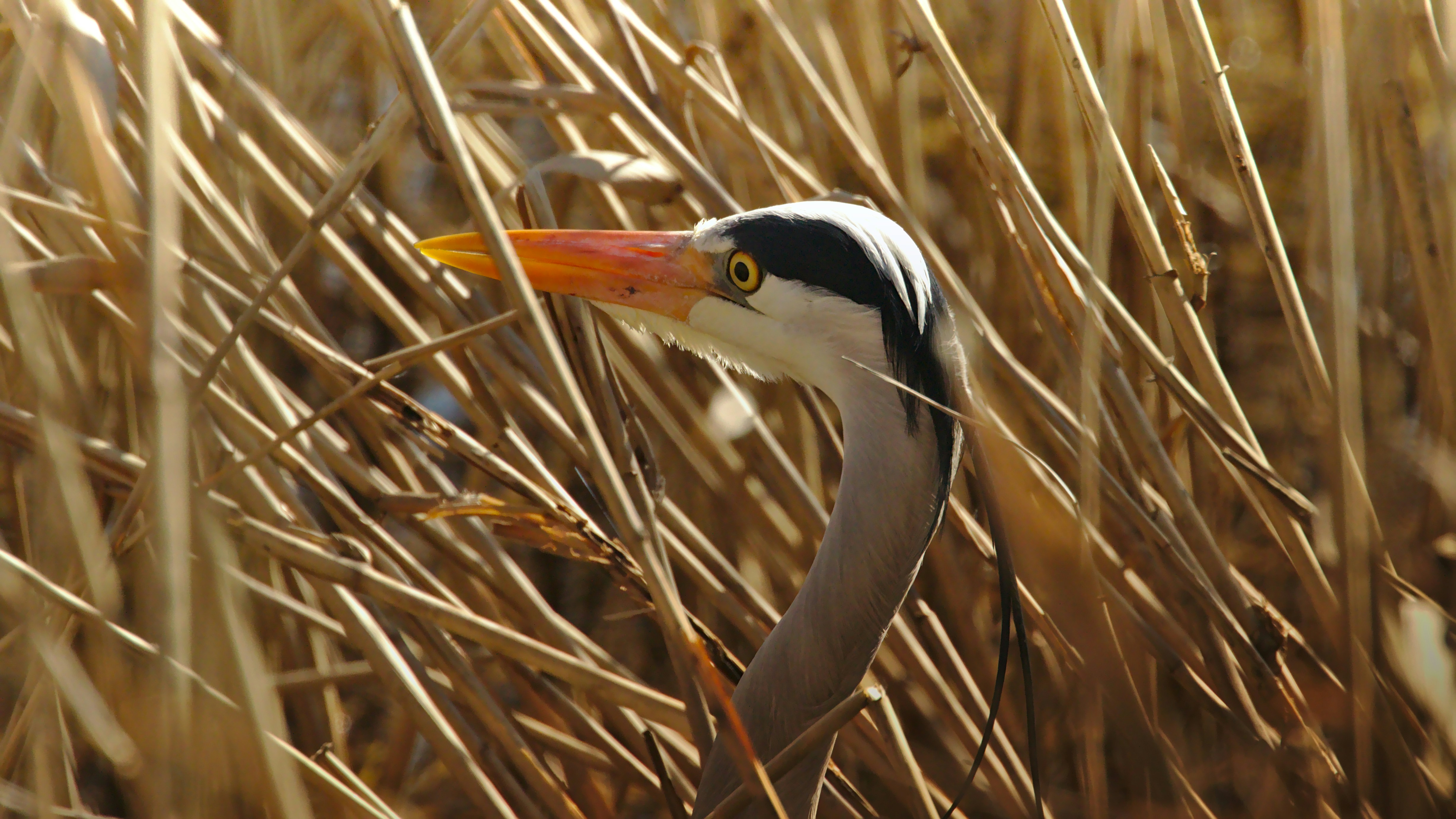 Grey Heron in the Reed Bed: A Quiet Moment of Focus