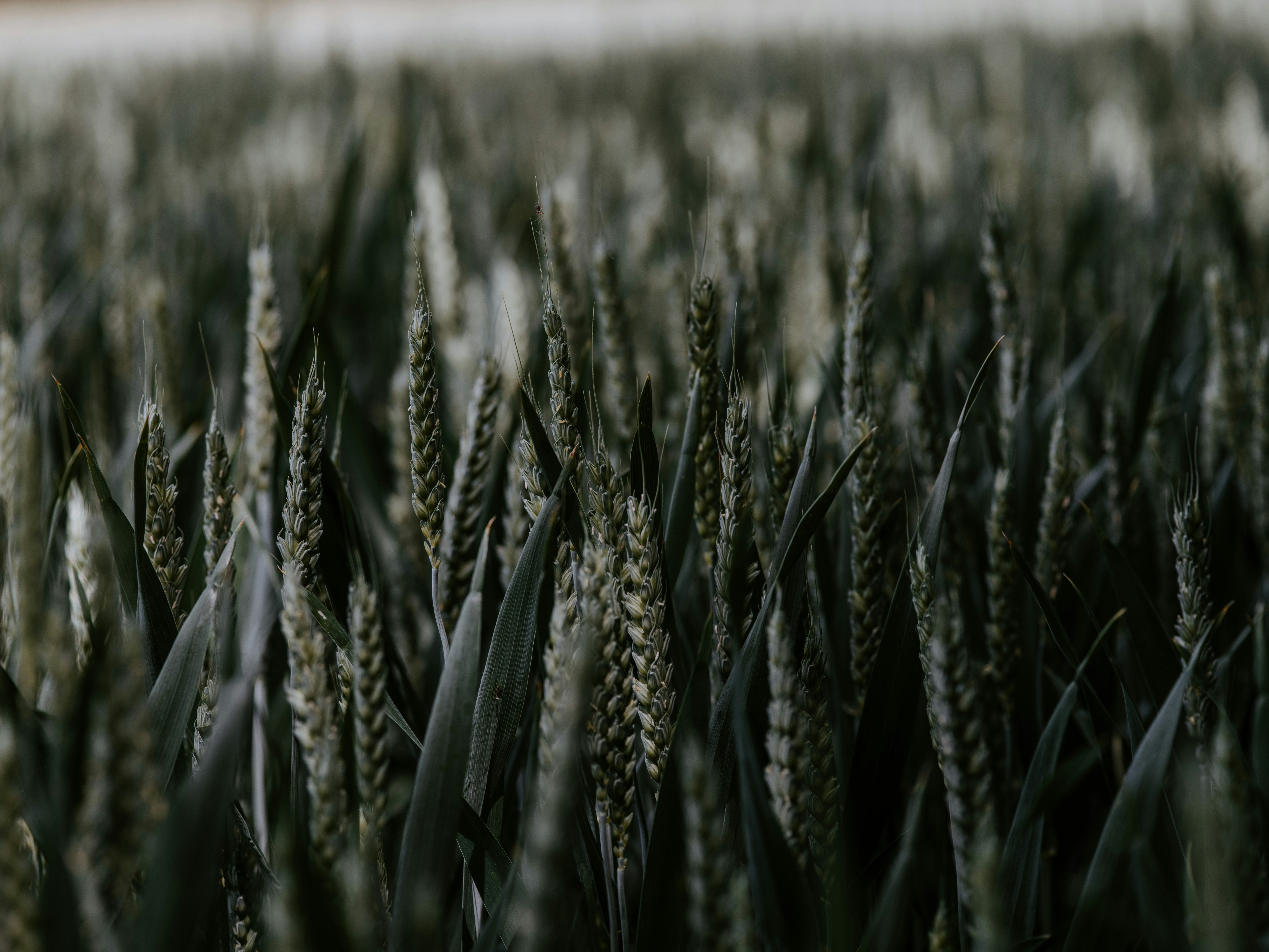 Wheat Spikes in a Shadowed Field, Close-Up at Dusk