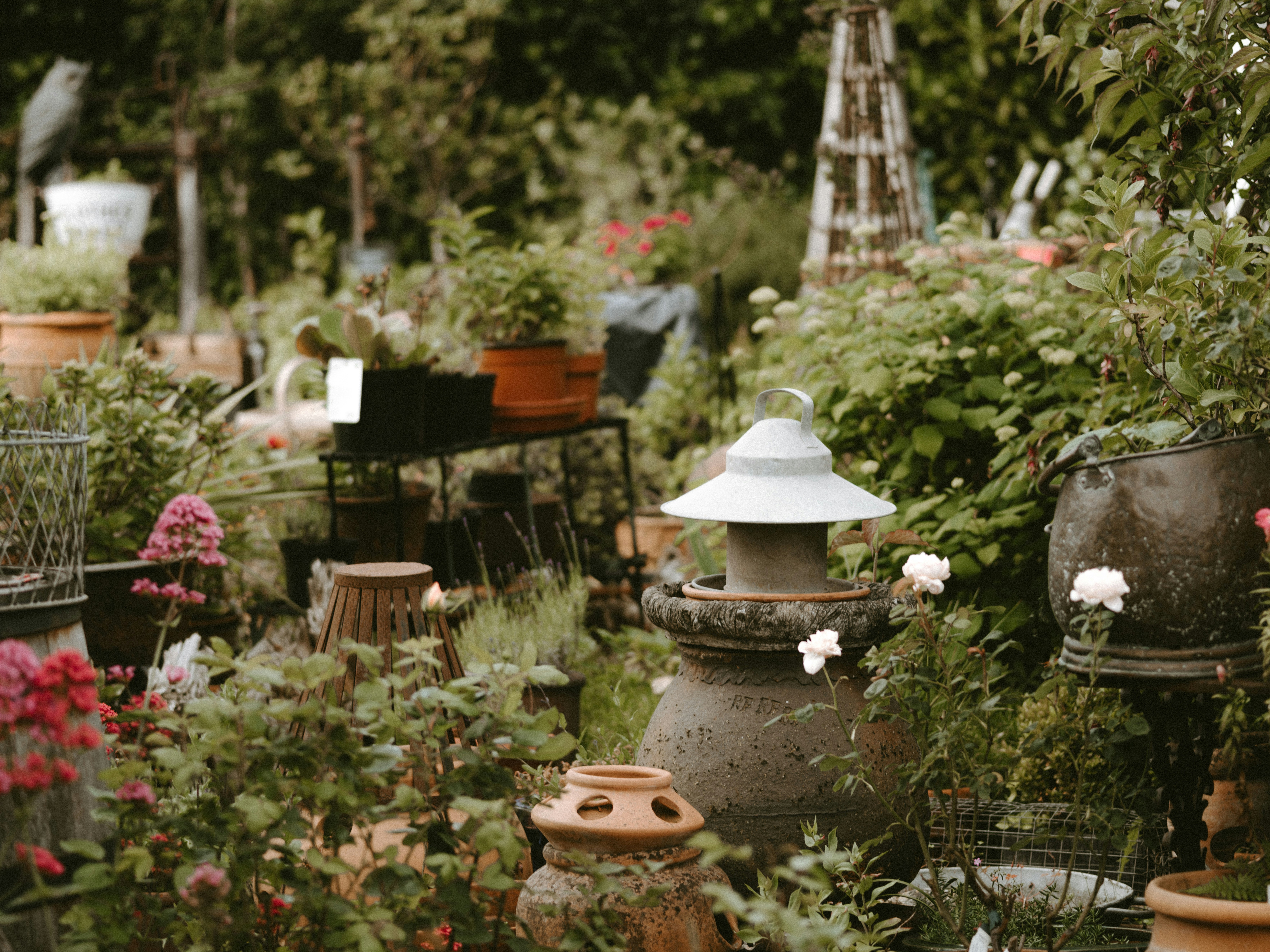 Flowers on garden during daytime photo – Free Flower Image on Unsplash