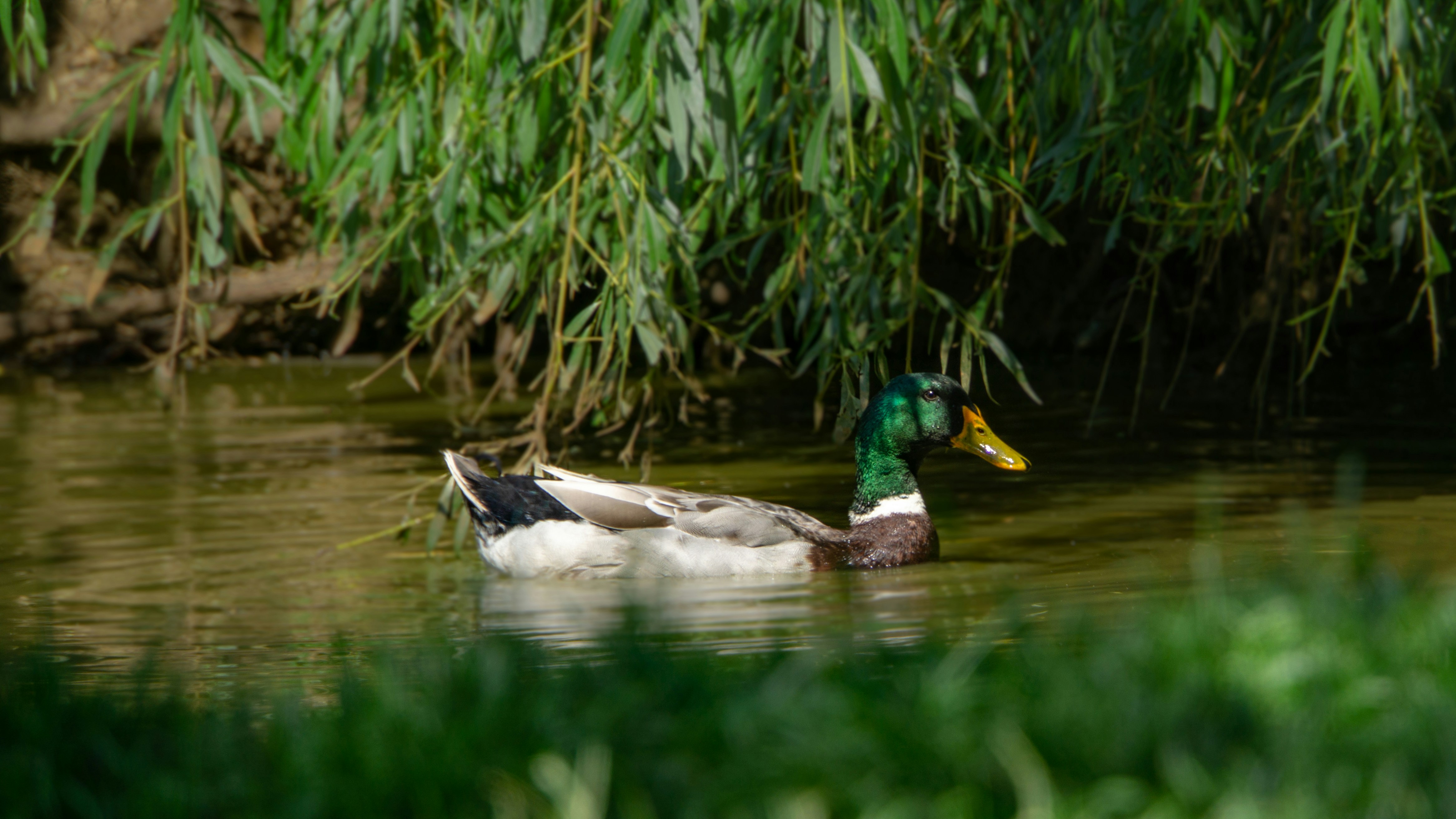 Emerald-Headed Mallard Drifts Through Riverside Light