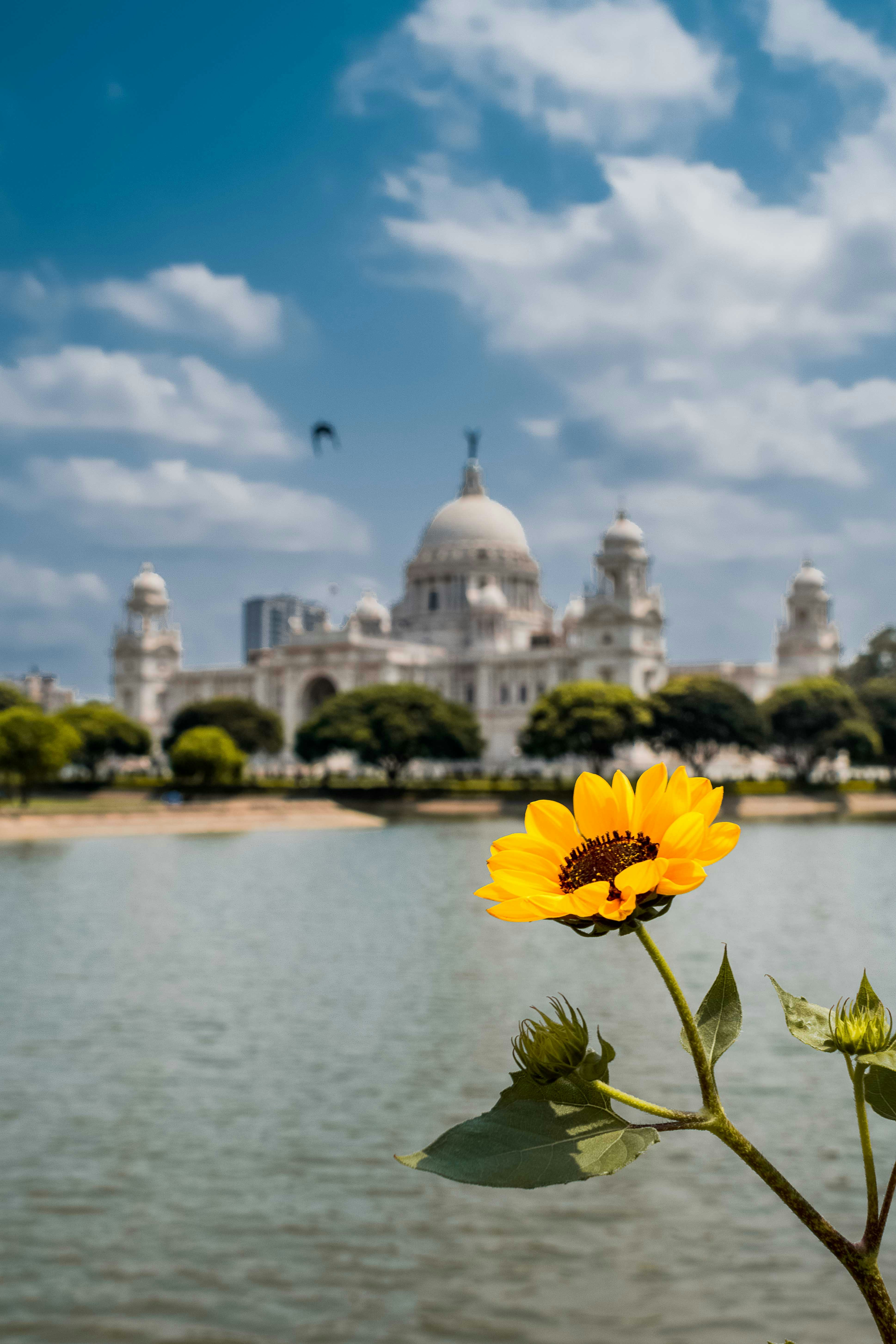 Sunflower in Focus: A Grand Ottoman Skyline