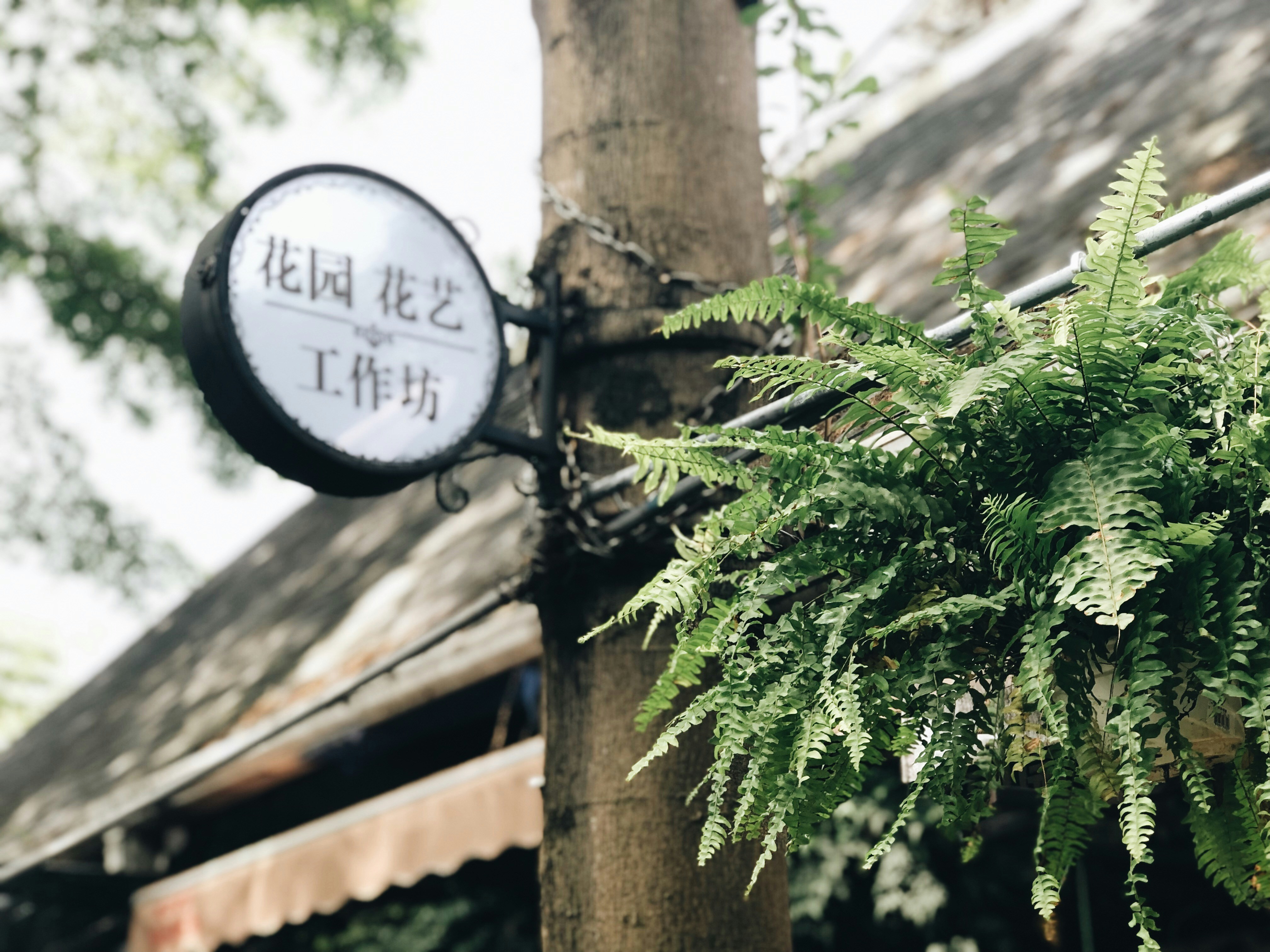 A circular sign mounted on a tree, surrounded by lush ferns, indicating a creative workspace. The interplay of nature and artistry is evident.